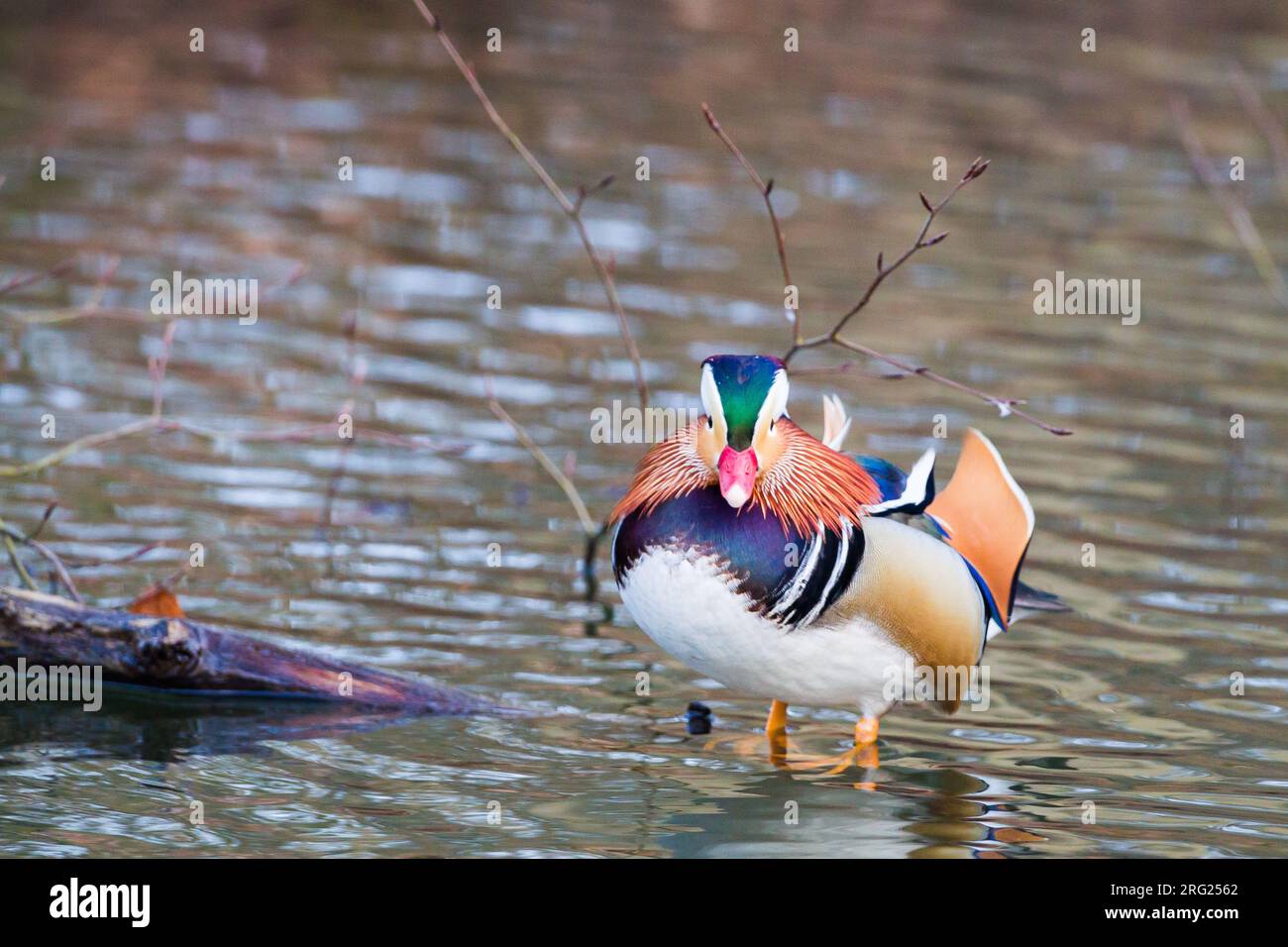 Mandarin Duck, Aix galericulata Stock Photo - Alamy