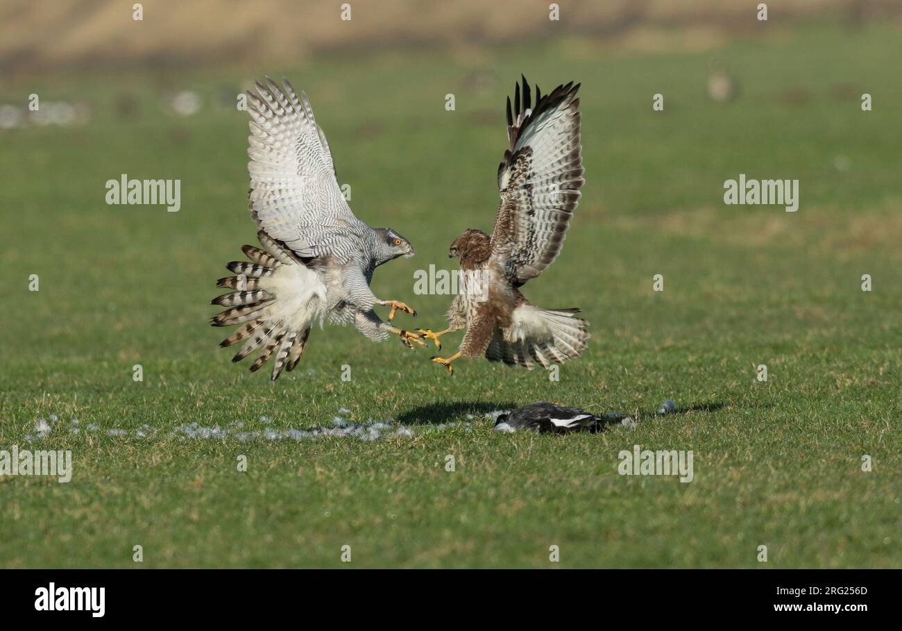 Goshawk kill hi-res stock photography and images - Alamy