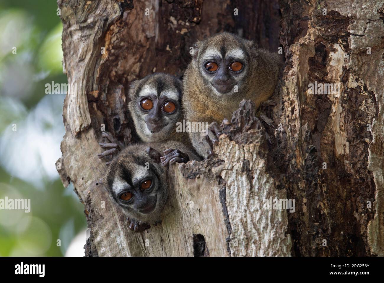Grey-handed Night Monkey () at La Danta, Antioquia, Colombia Stock ...