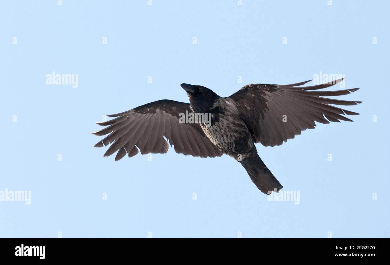 Hybrid Carrion x Hooded Crow in Germany Stock Photo - Alamy