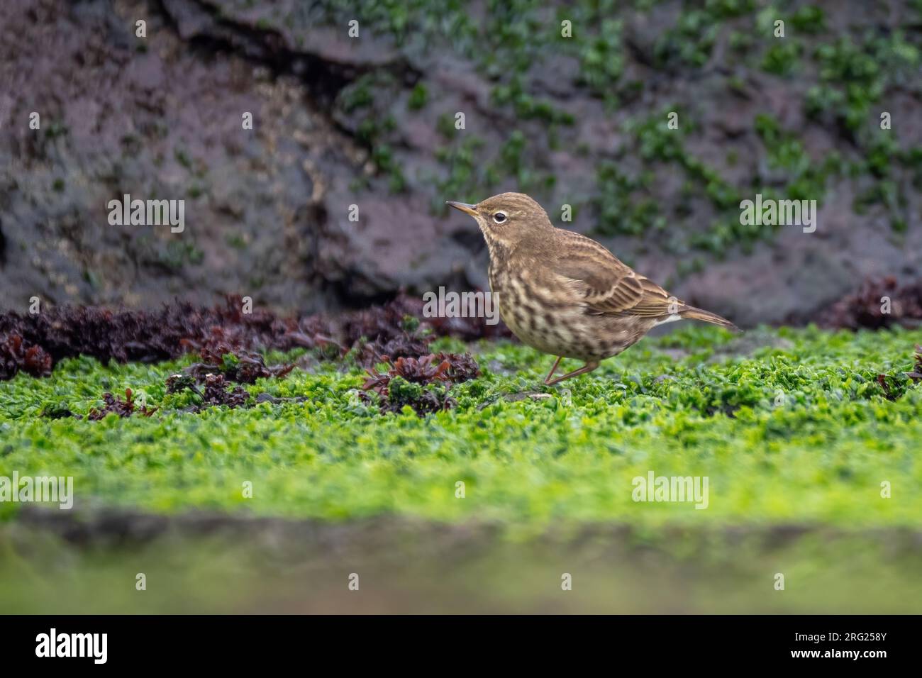 Rock Pipit, Anthus petrosus littoralis in a green field of seaweed ...