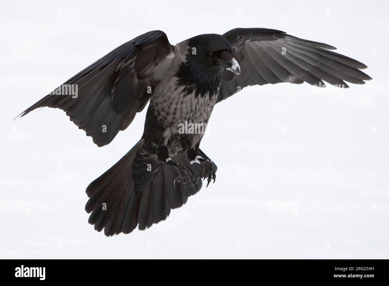 Hybrid Carrion x Hooded Crow in Germany Stock Photo - Alamy