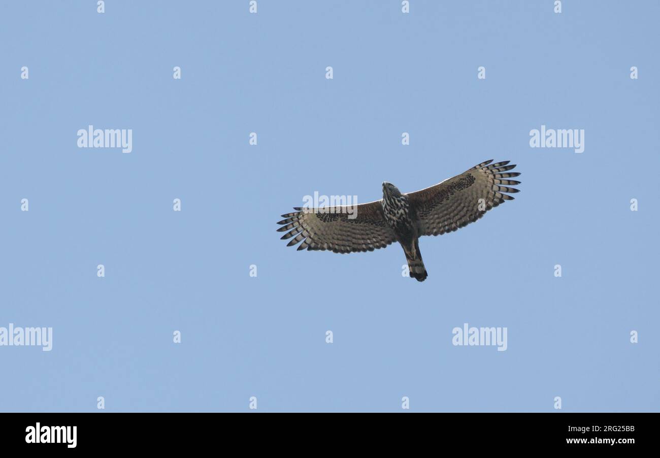 Changeable Hawk-Eagle (Nisaetus cirrhatus), adult in flight at ...