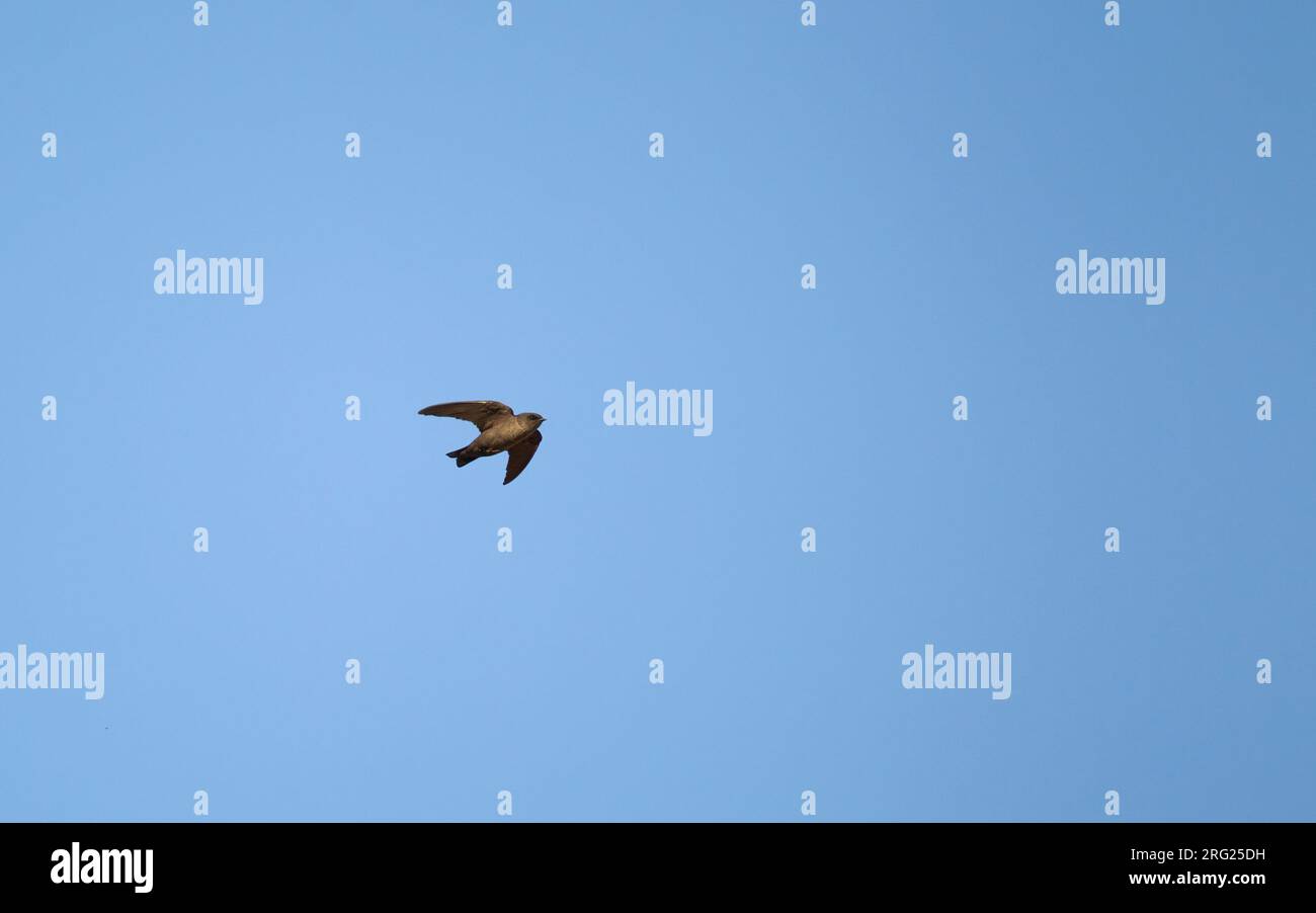 Dusky Crag Martin (Ptyonoprogne concolor) in flight at Khajuraho, India ...