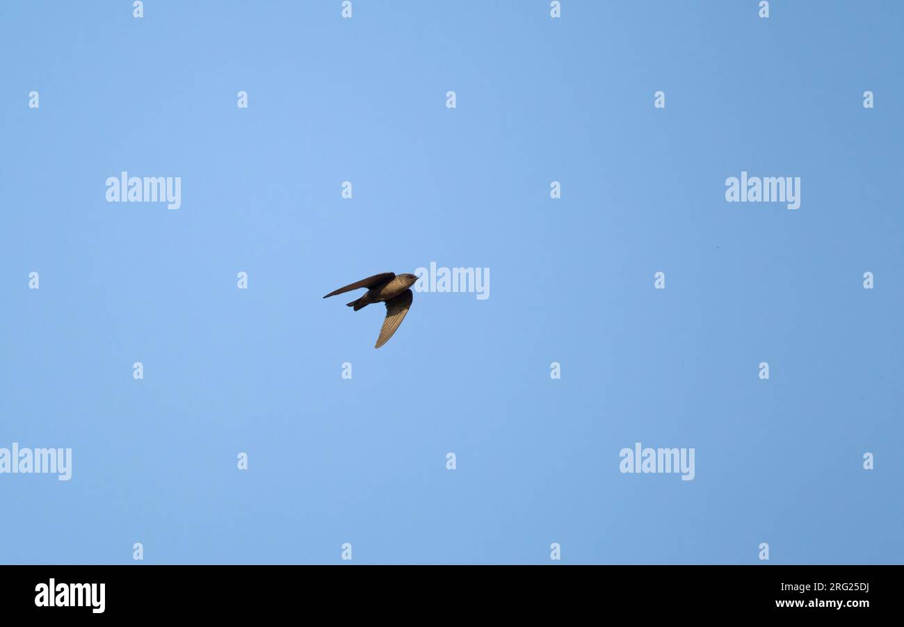 Dusky Crag Martin (Ptyonoprogne concolor) in flight at Khajuraho, India ...
