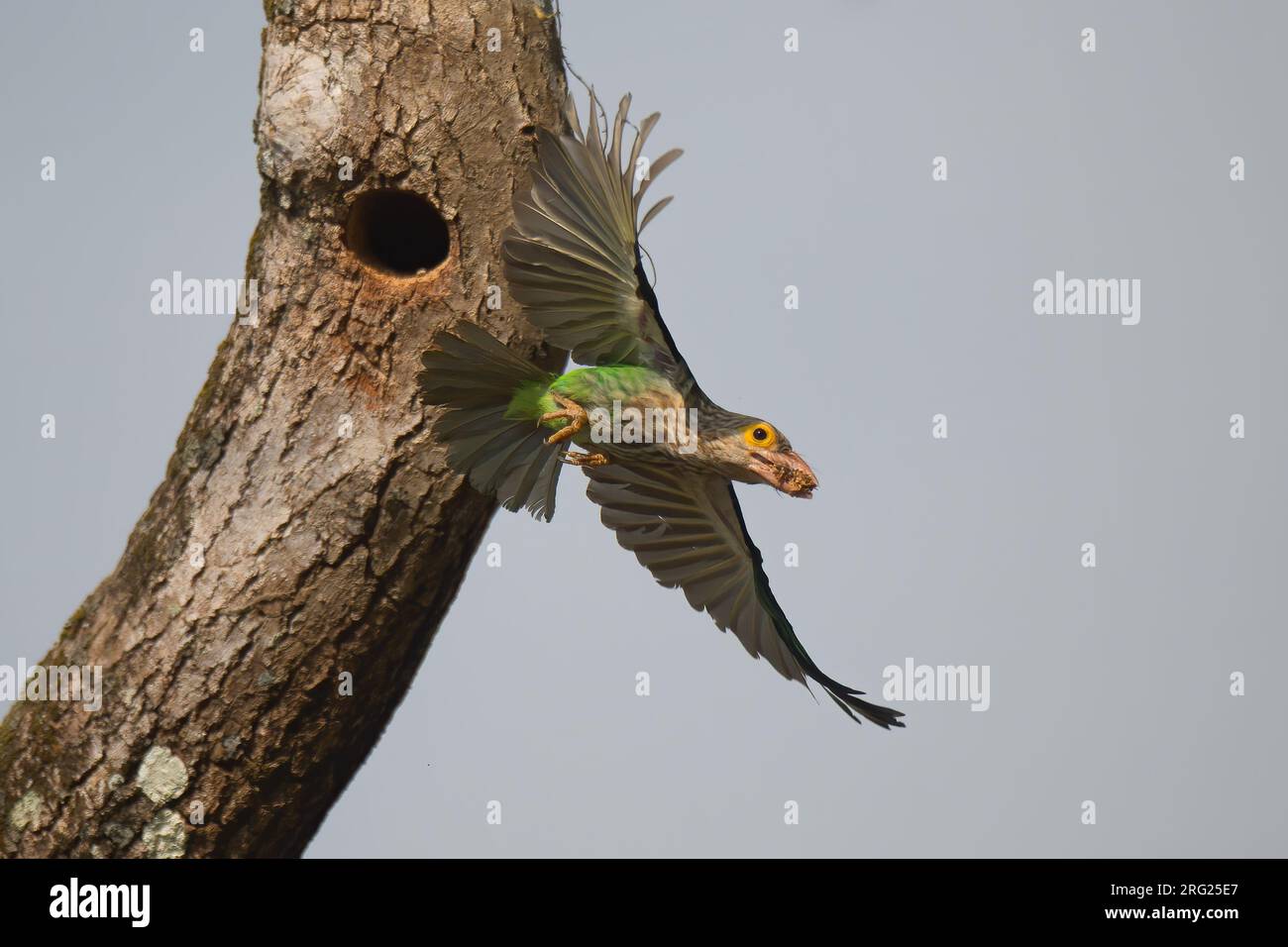 Lineated barbet psilopogon lineatus hi-res stock photography and images ...