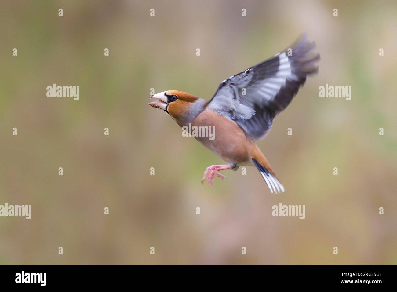 Hawfinch flying hi-res stock photography and images - Alamy