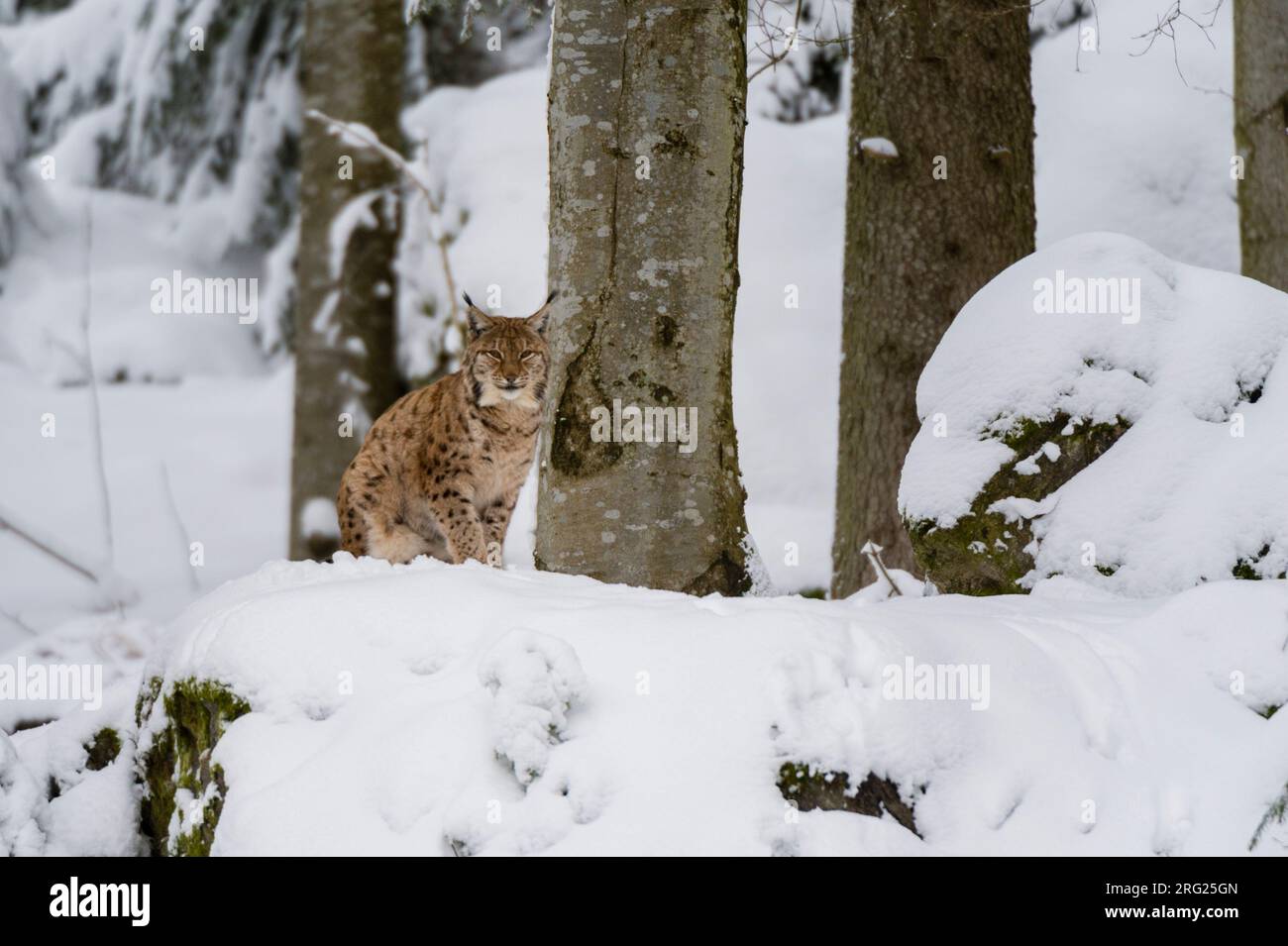 Linx hi-res stock photography and images - Alamy