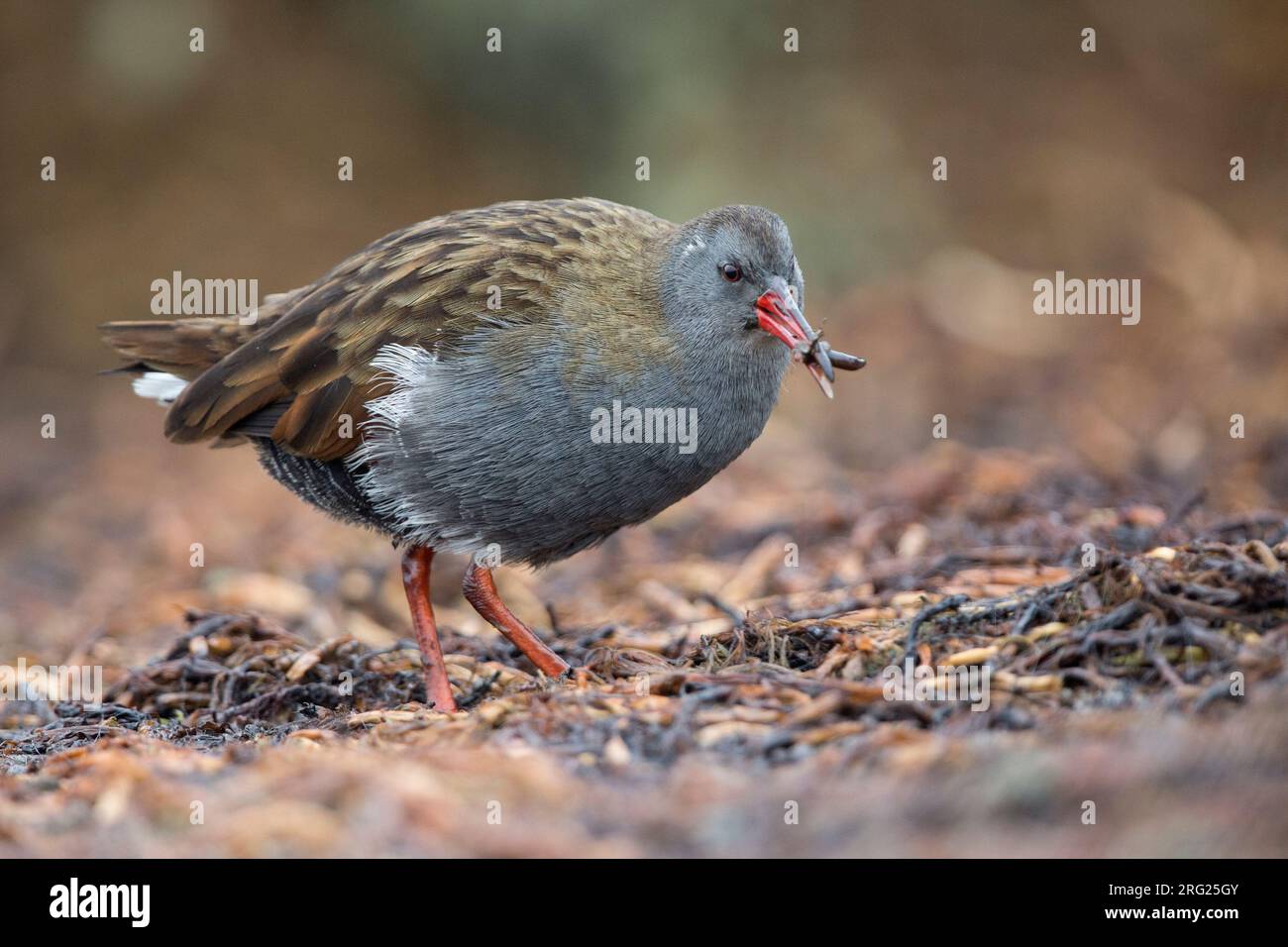 Bogota Rail (Rallus semiplumbeus semiplumbeus) at Sumapaz National Park ...