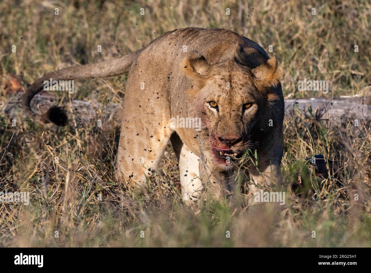 A lion, Panthera leo, with bloody face after eating a kill. Voi, Tsavo ...