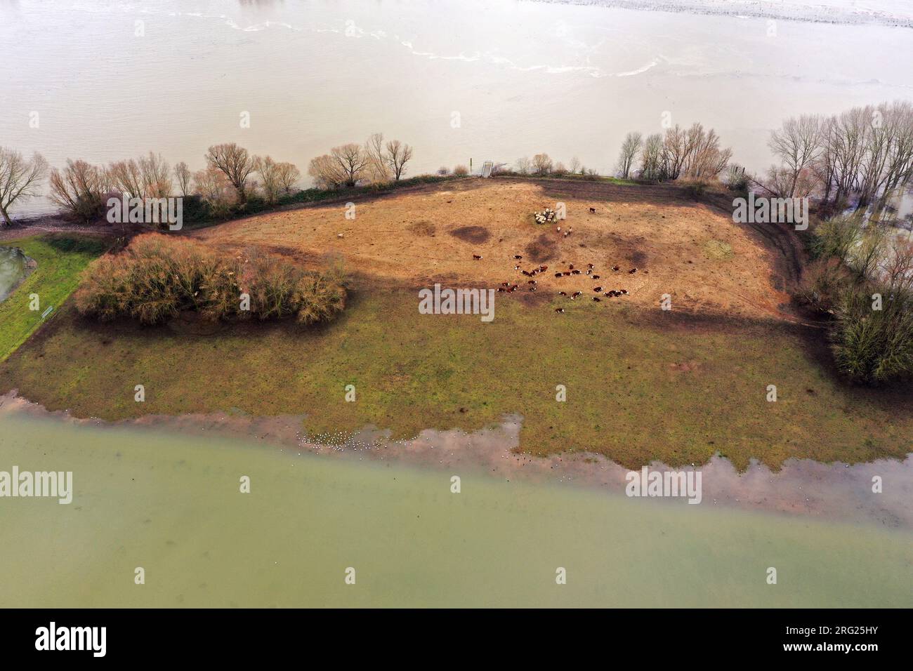 Bij hoge afvoeren van de Rijn gaan de uiterwaarden van de Waal kopje ...