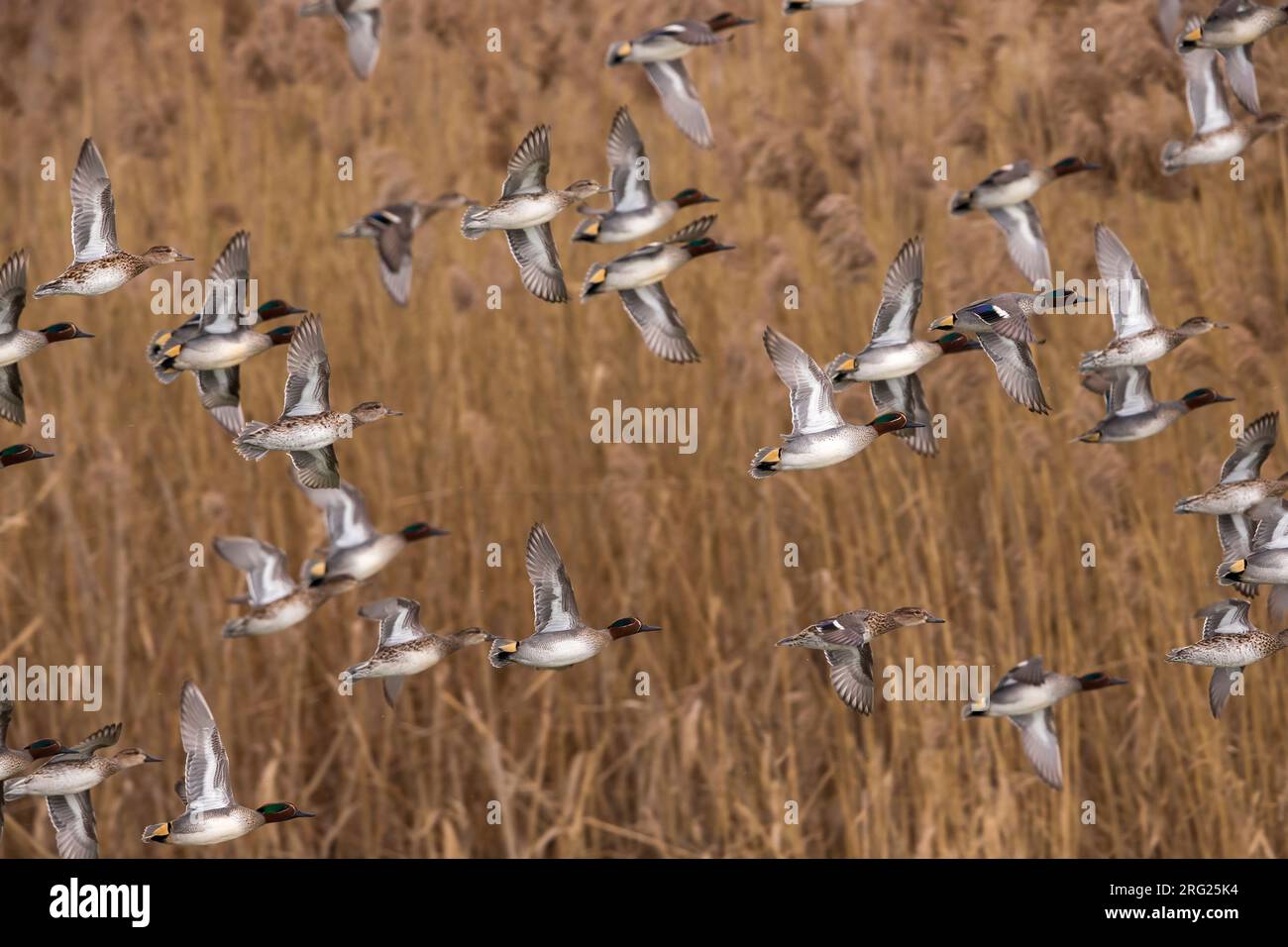 Wintertaling in vlucht, Common Teal in flight Stock Photo - Alamy