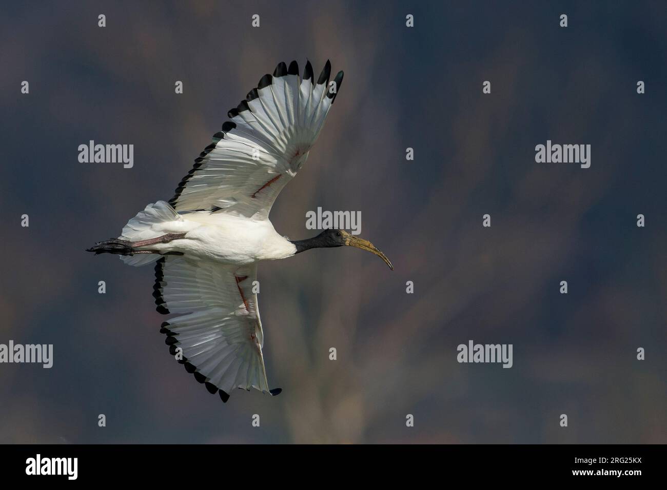 Heilige Ibis in vlucht; Sacred Ibis in flight Stock Photo - Alamy