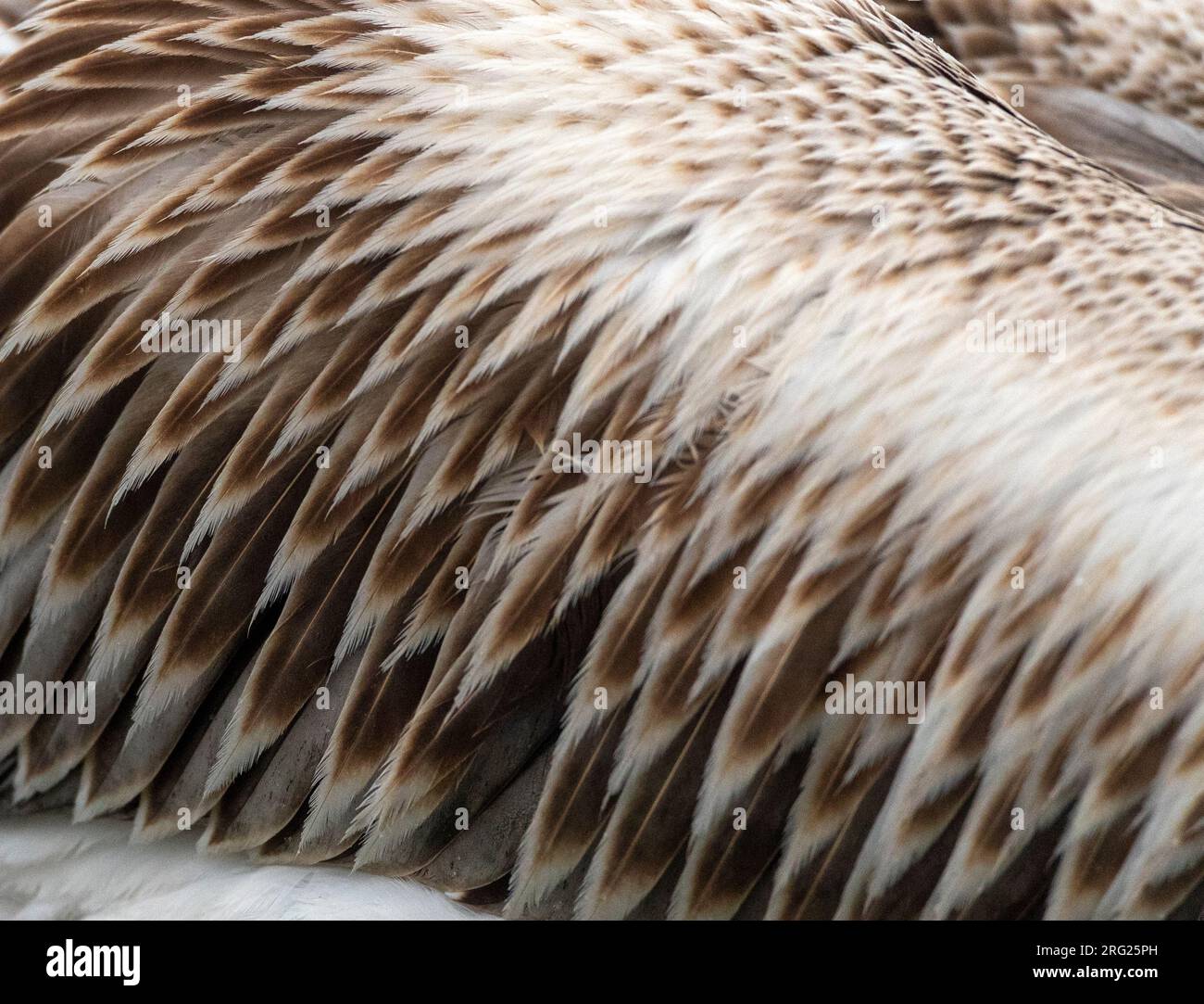 Feathers lake kerkini hi-res stock photography and images - Alamy