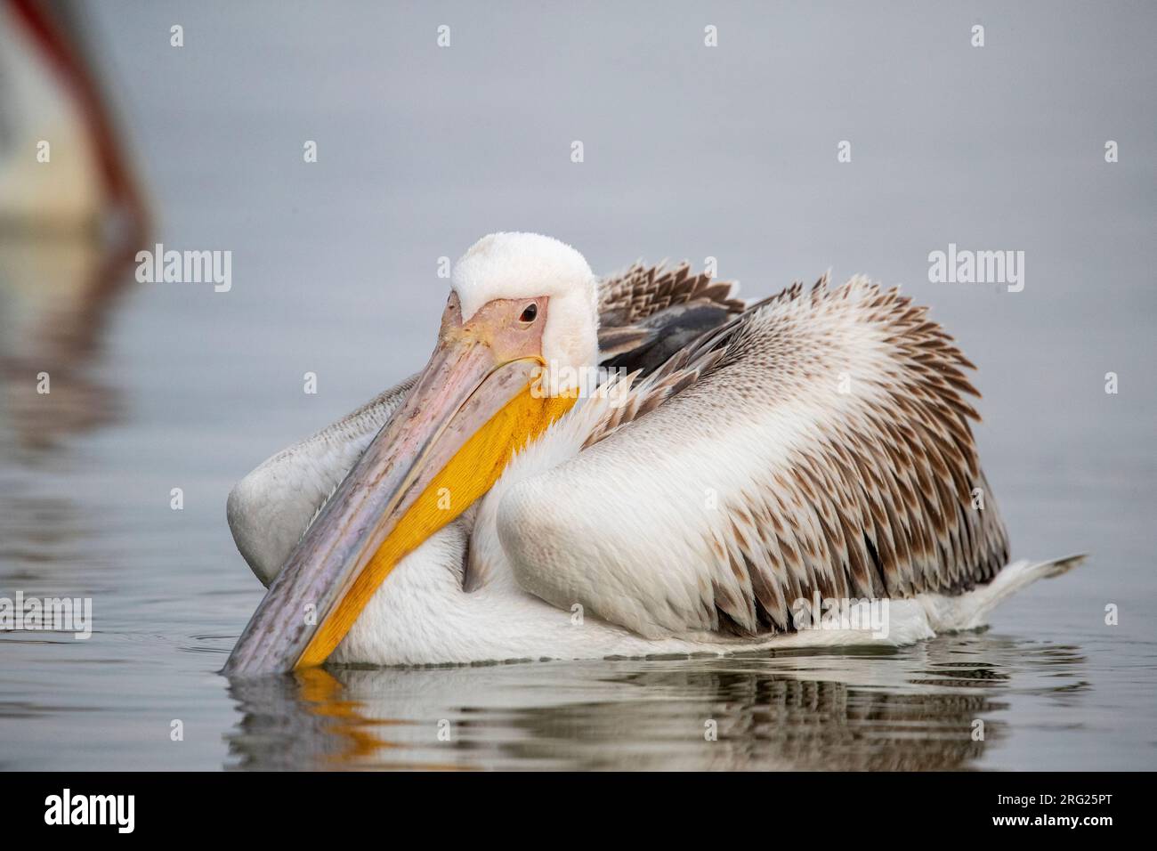 Wintering Great White Pelican (Pelecanus onocrotalus) during late ...