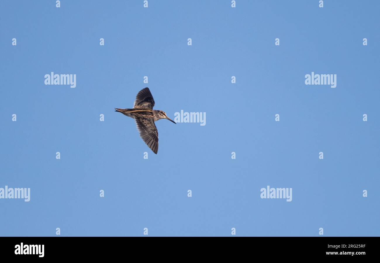 Jack Snipe (Lymnocryptes minimus) in flight showing upperwing at ...
