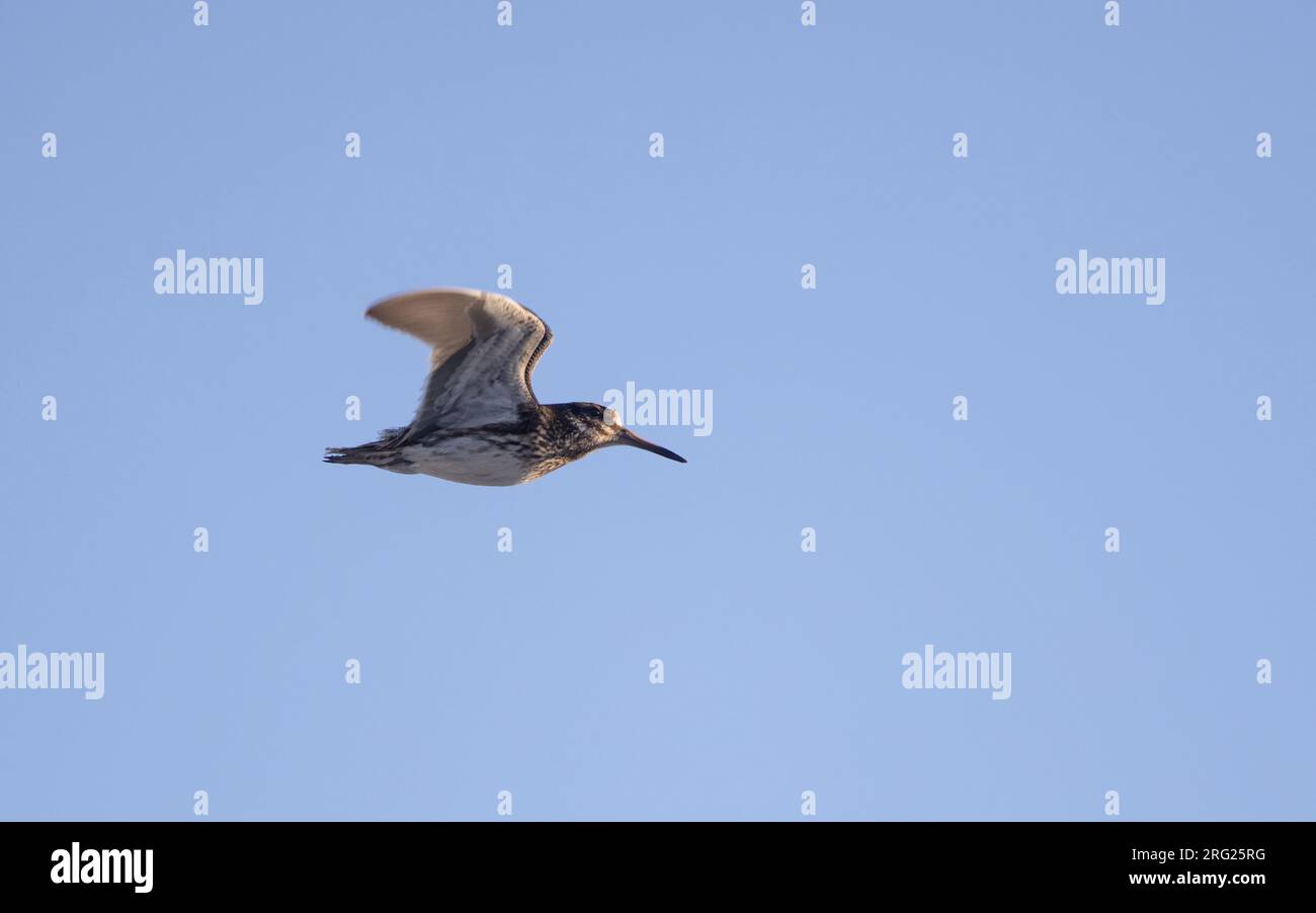 Jack Snipe (Lymnocryptes minimus) in flight showing underwing at ...