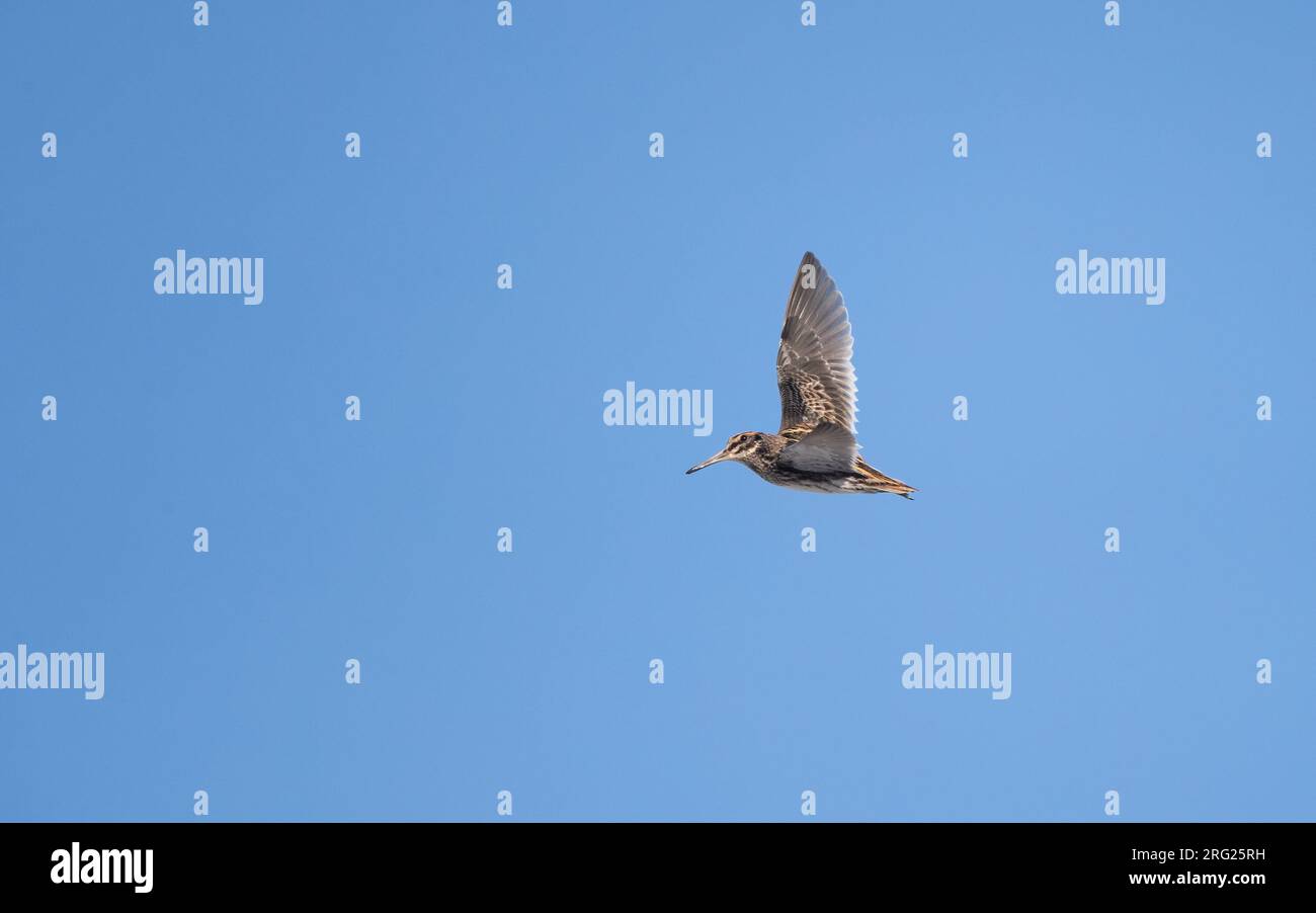 Jack Snipe (Lymnocryptes minimus) in flight showing upperwing at ...