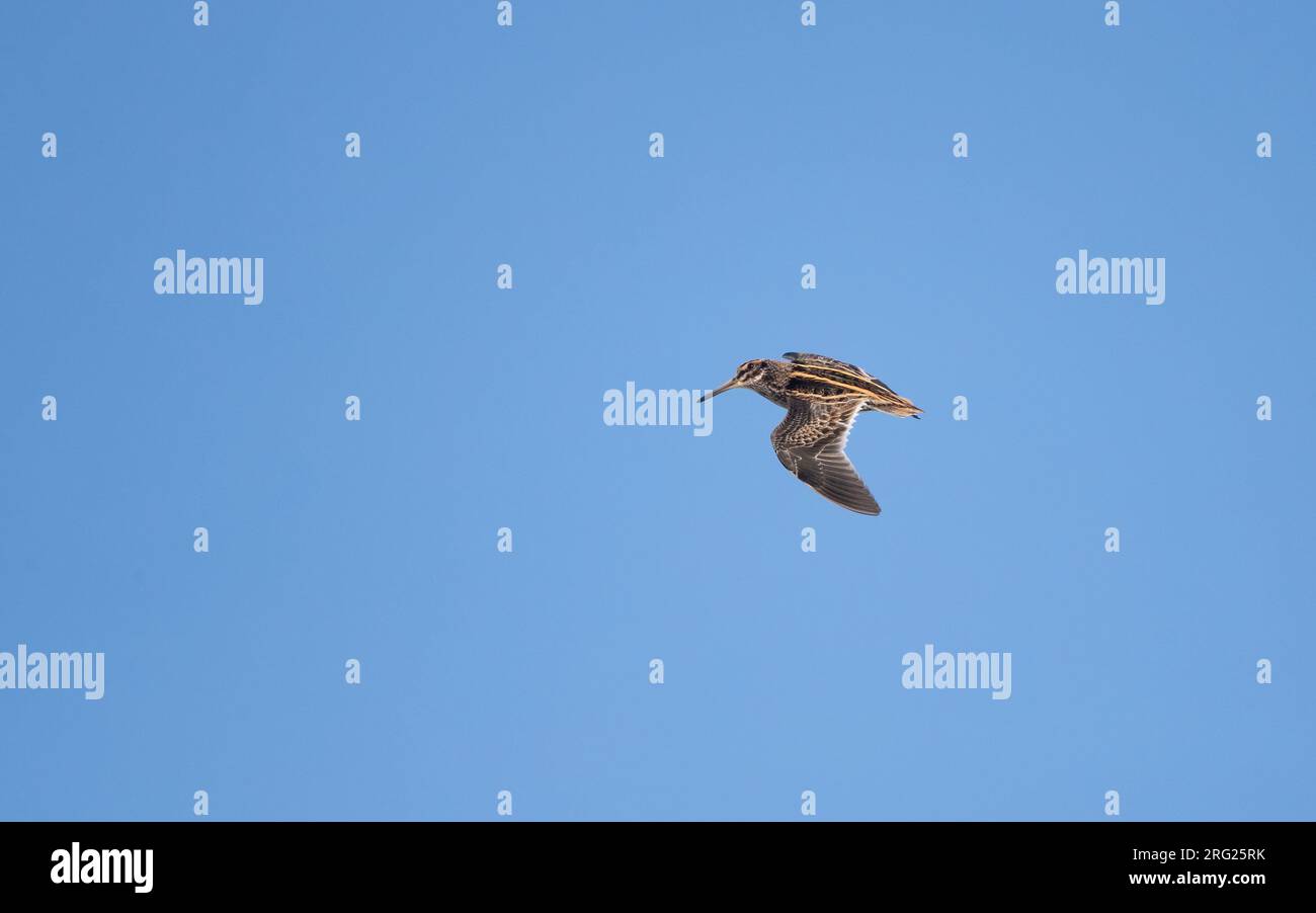 Jack Snipe (Lymnocryptes minimus) in flight showing upperwing at ...