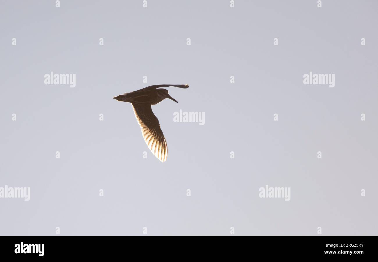 Jack Snipe (Lymnocryptes minimus) in flight showing upper wing against ...