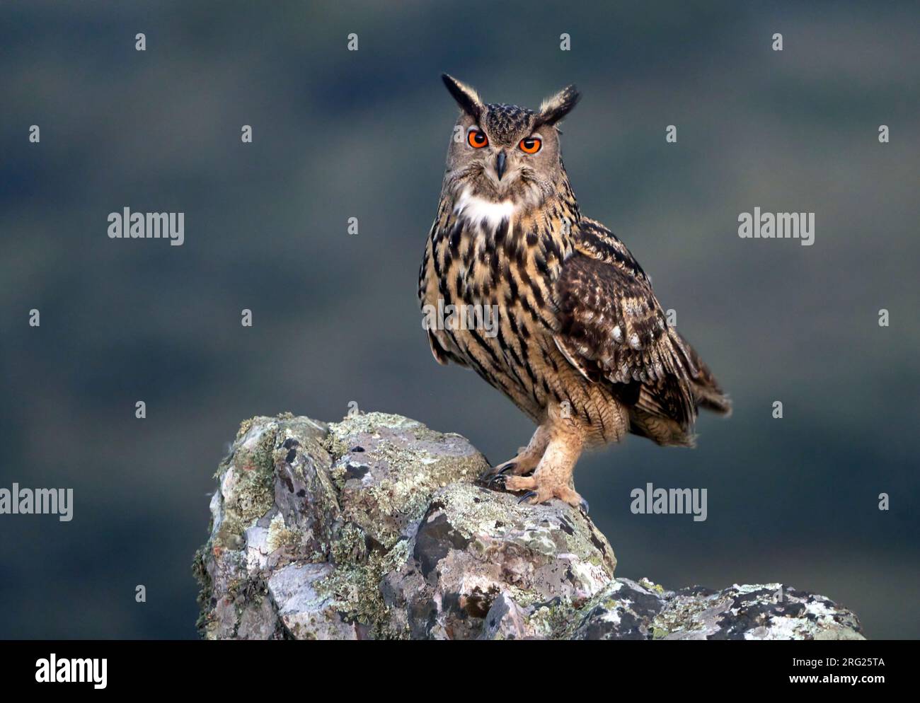 European eurasian eagle owl bubo bubo on perch hi-res stock photography ...