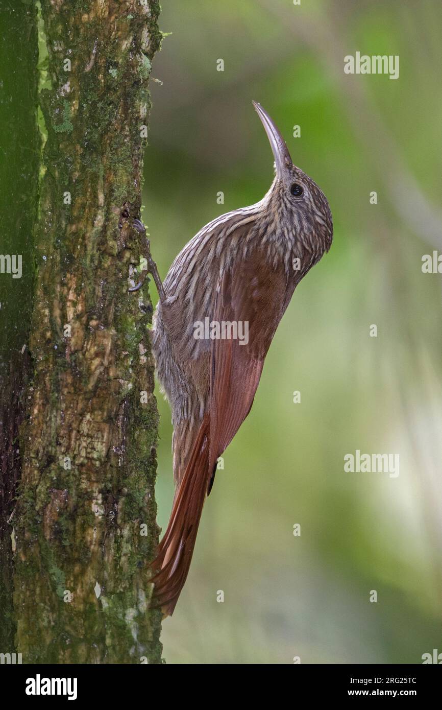 Tabacal hi-res stock photography and images - Alamy