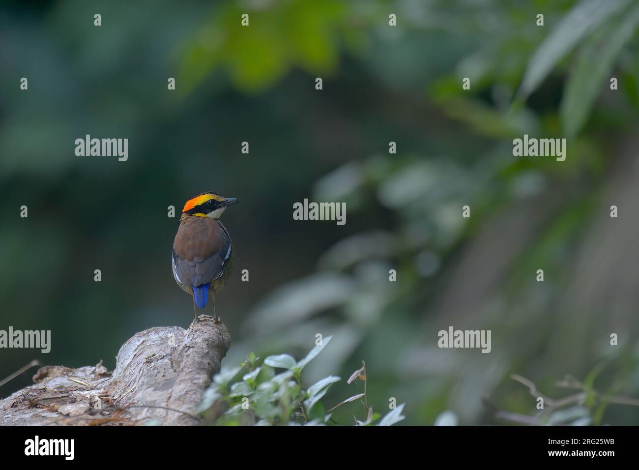 Malayan Banded Pitta (Hydrornis irena), back view of adult female in ...