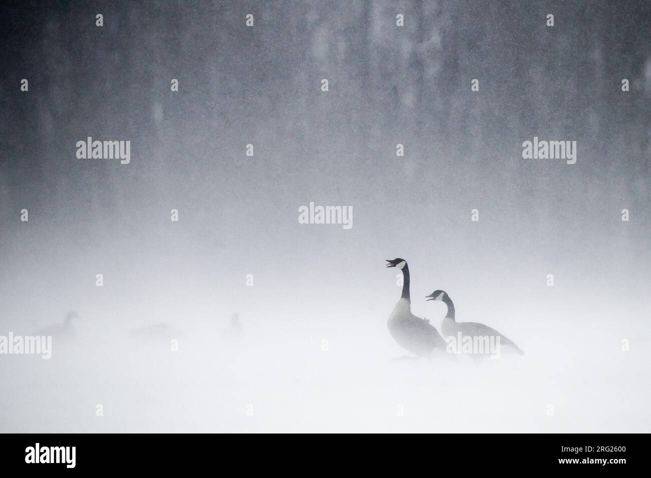 Canadese Gans, Greater Canada Goose, Branta canadensis pair showing ...