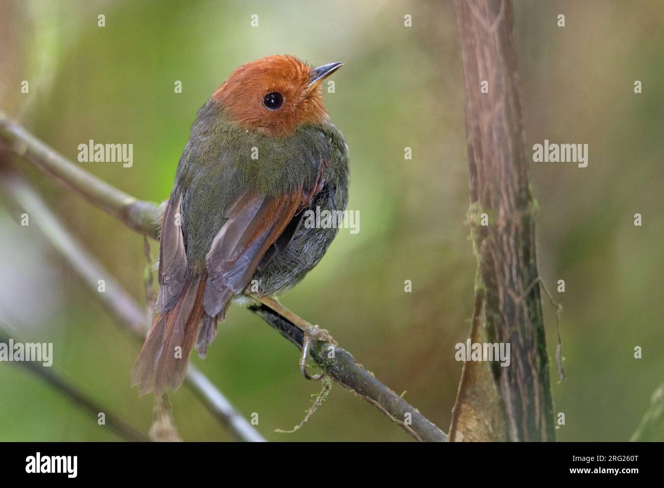 Rufous-headed Pygmy Tyrant (Pseudotriccus ruficeps) at Refugio del ...