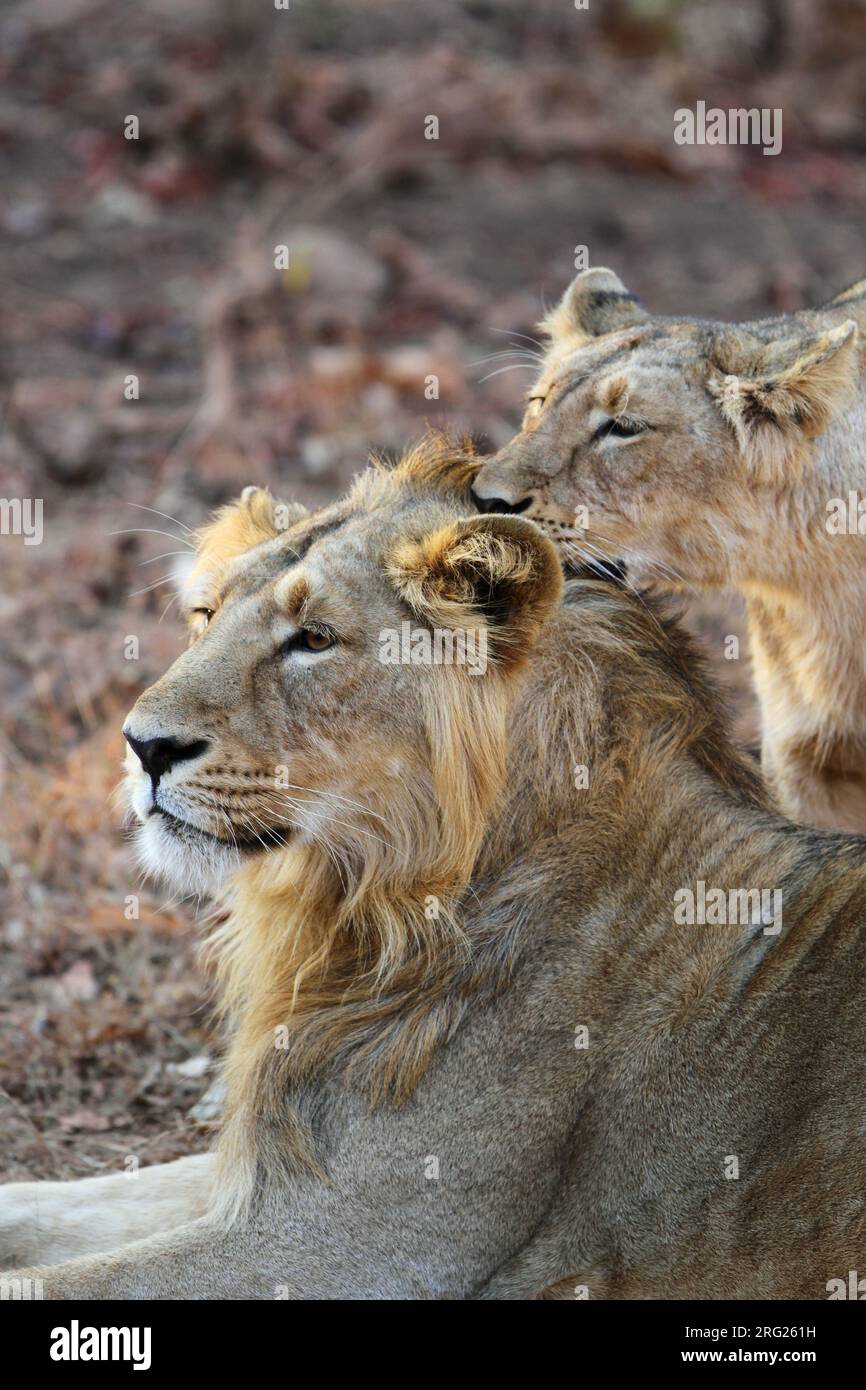 Asiatic lion (Panthera leo leo) in Gir national park in Gujarat, India ...
