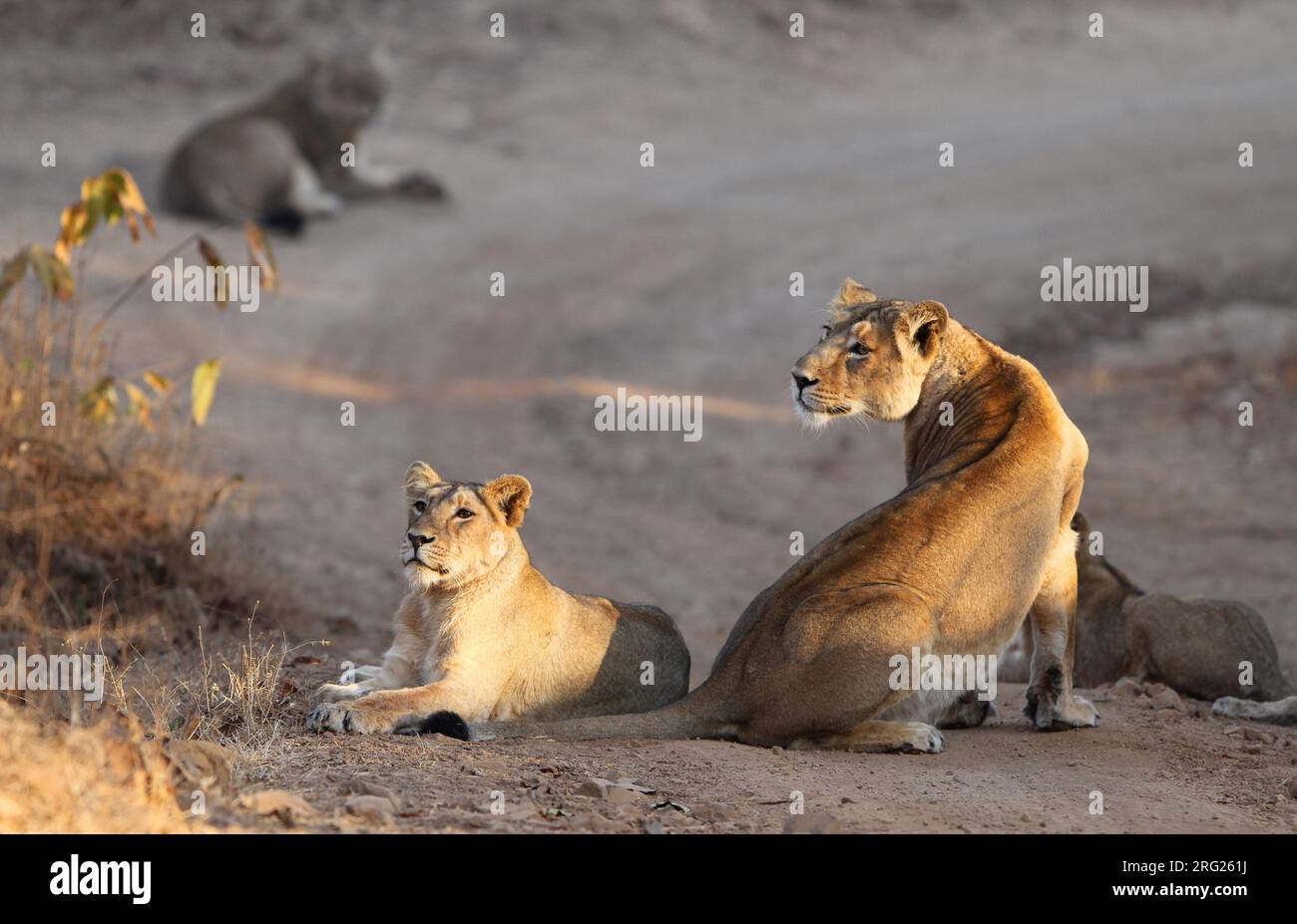 Asiatic lions (Panthera leo leo) in Gir national park in Gujarat, India ...