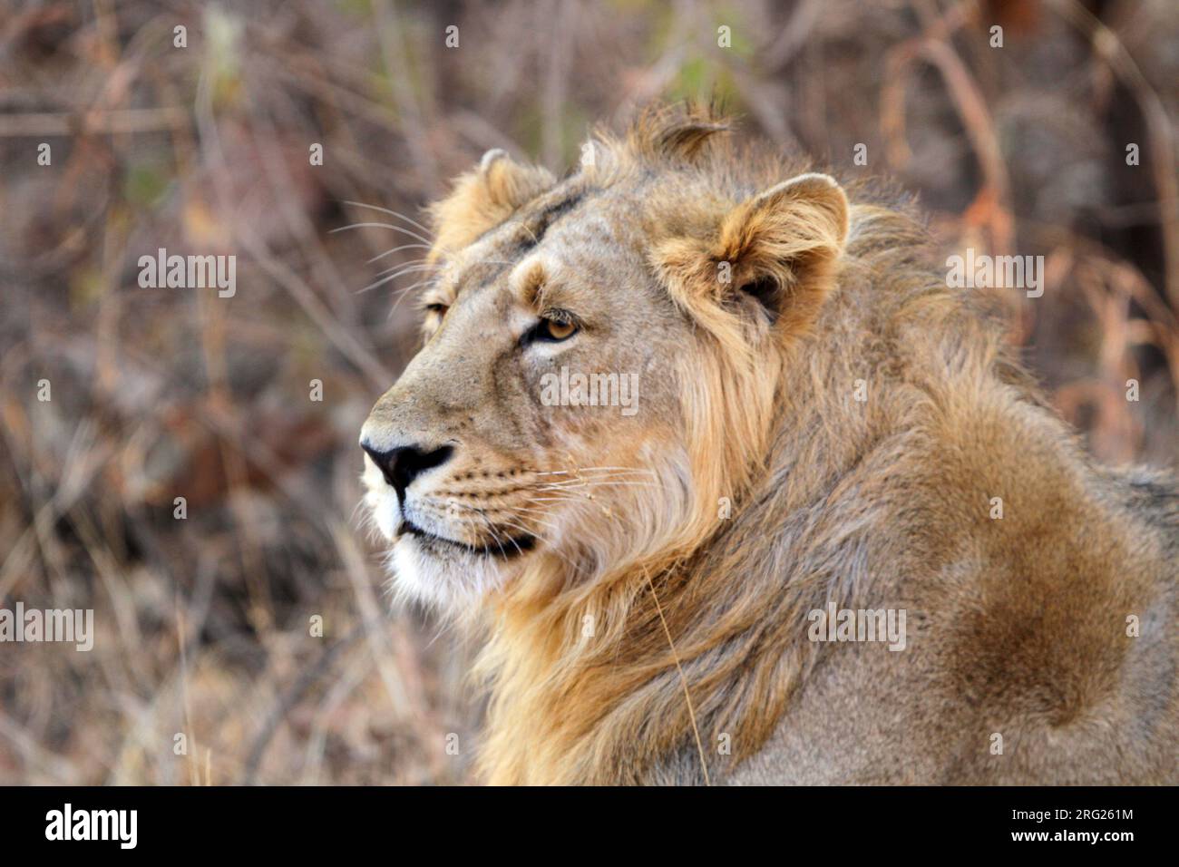 Male Asiatic lion (Panthera leo leo) in Gir national park in Gujarat ...
