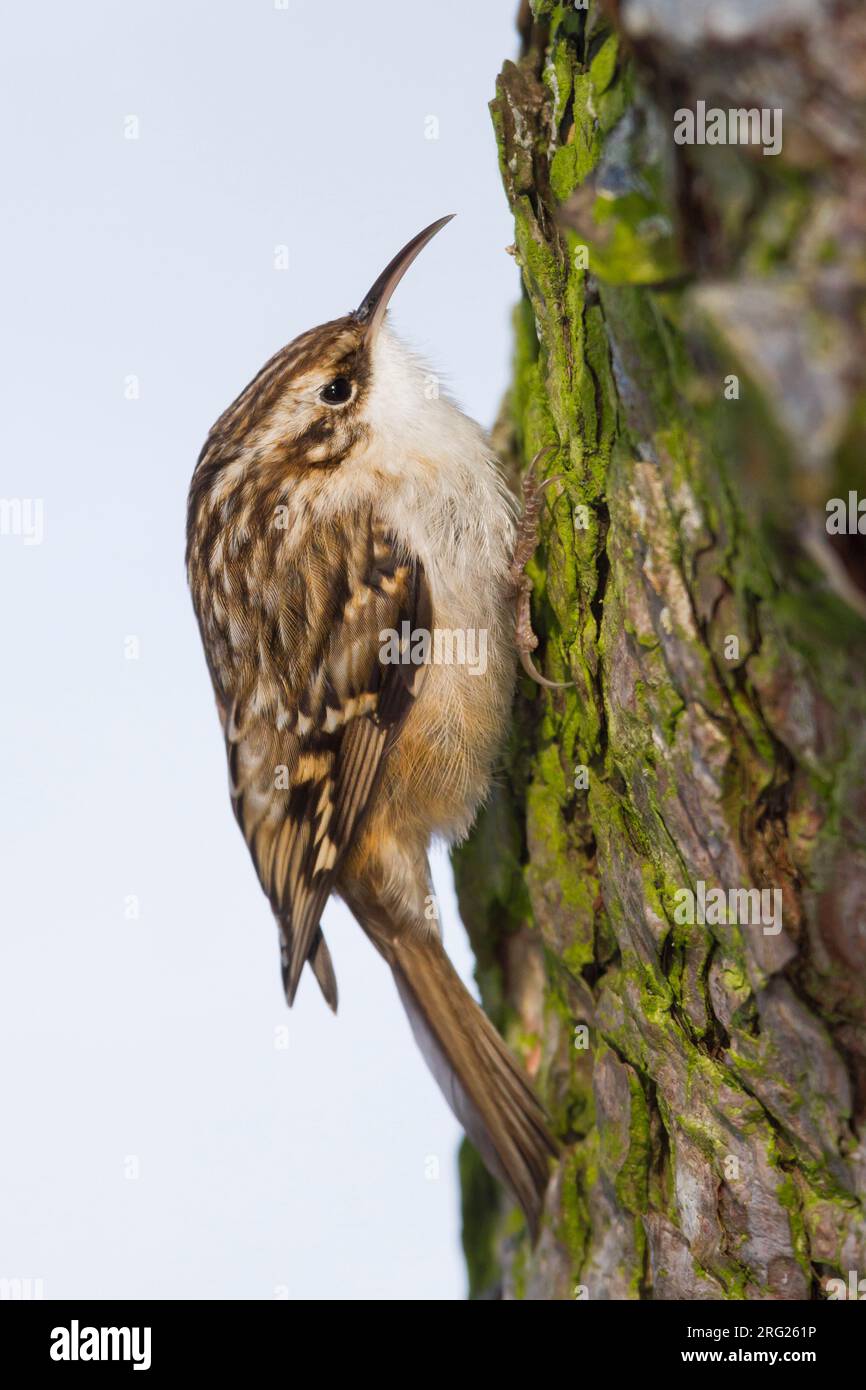 Short-toed Treecreeper - Gartenbaumläufer - Certhia brachydactyla ssp ...