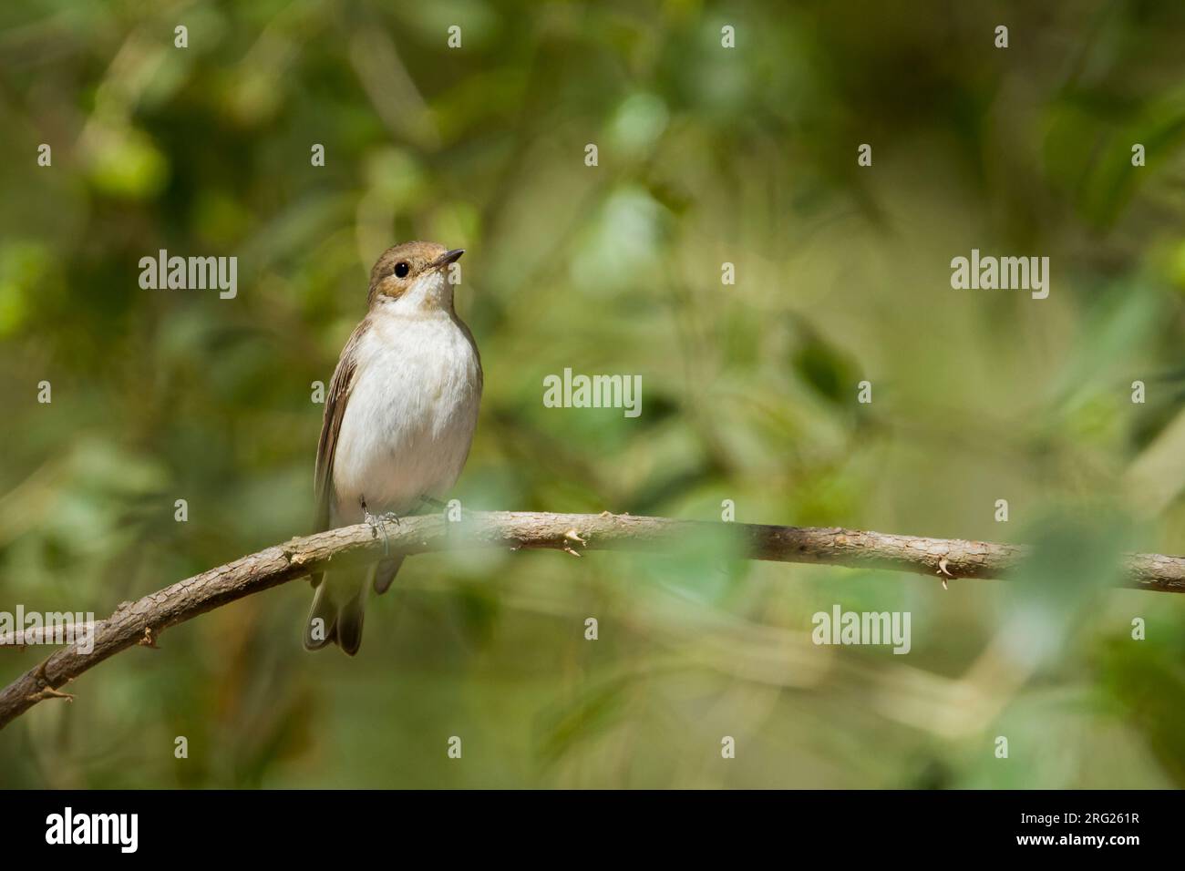 Withalsvliegenvanger; Semicollared Flycatcher; Ficedula semitorquata ...