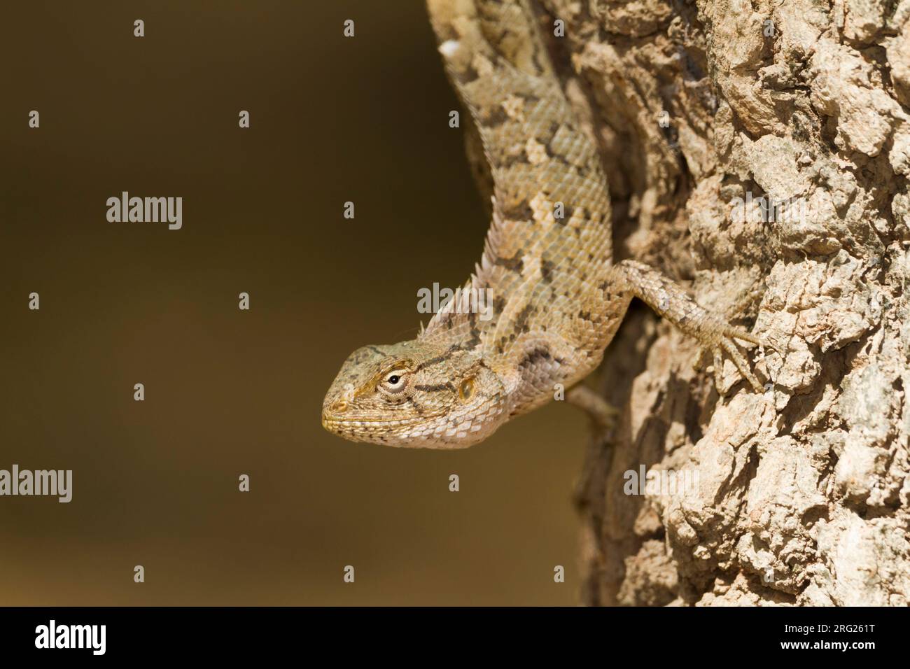 Oriental garden lizard - Blutsaugeragame - Calotes versicolor, Oman ...