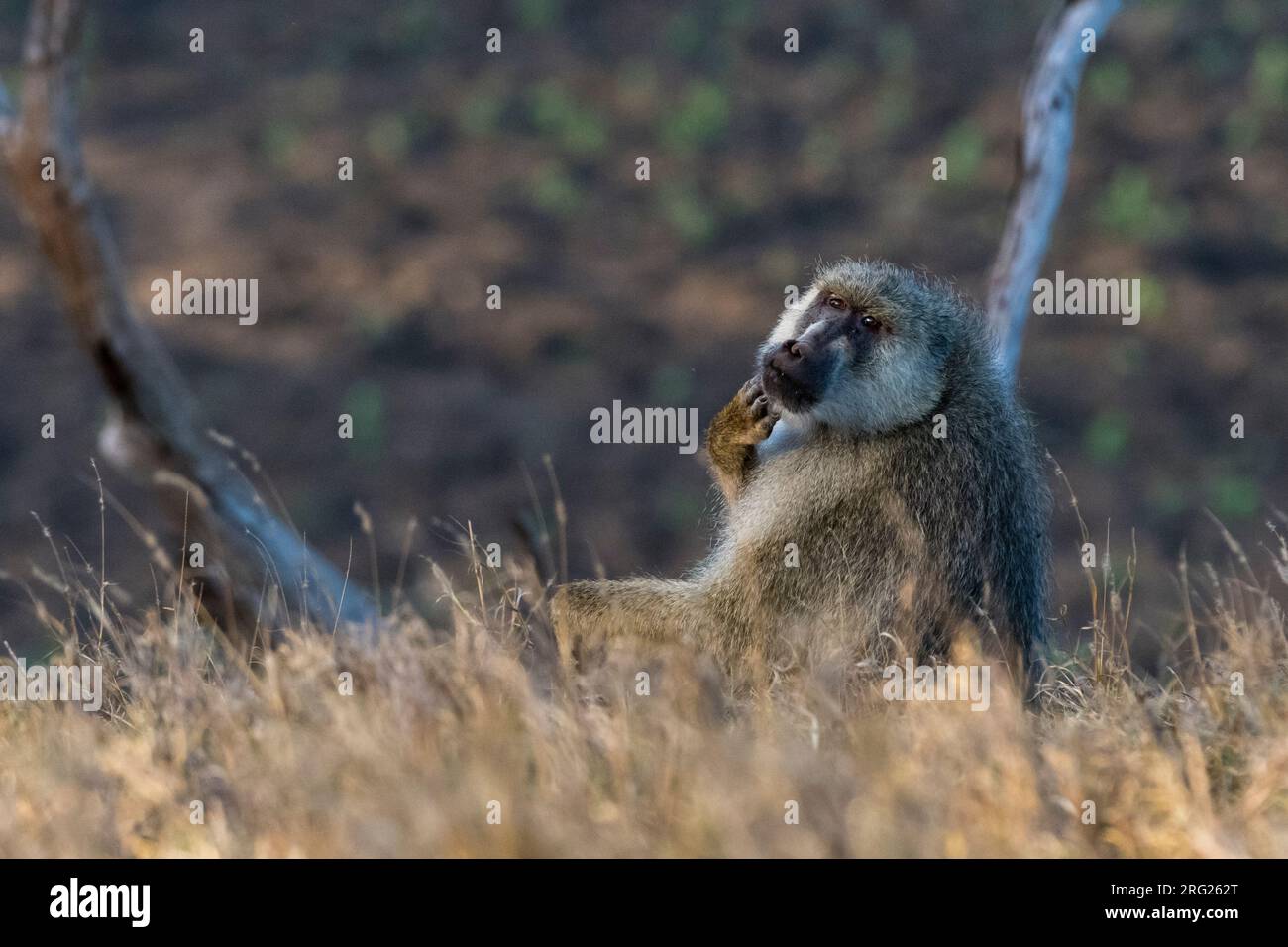 A yellow baboon, Papio hamadryas cynocephalus, resting on a tree branch ...