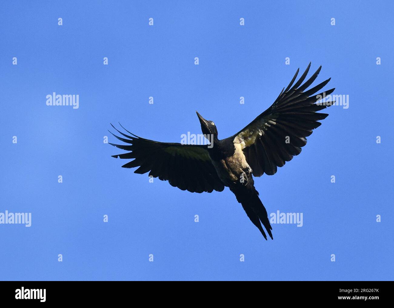 White-bellied Woodpecker (Dryocopus javensis multilunatus) at PICOP ...