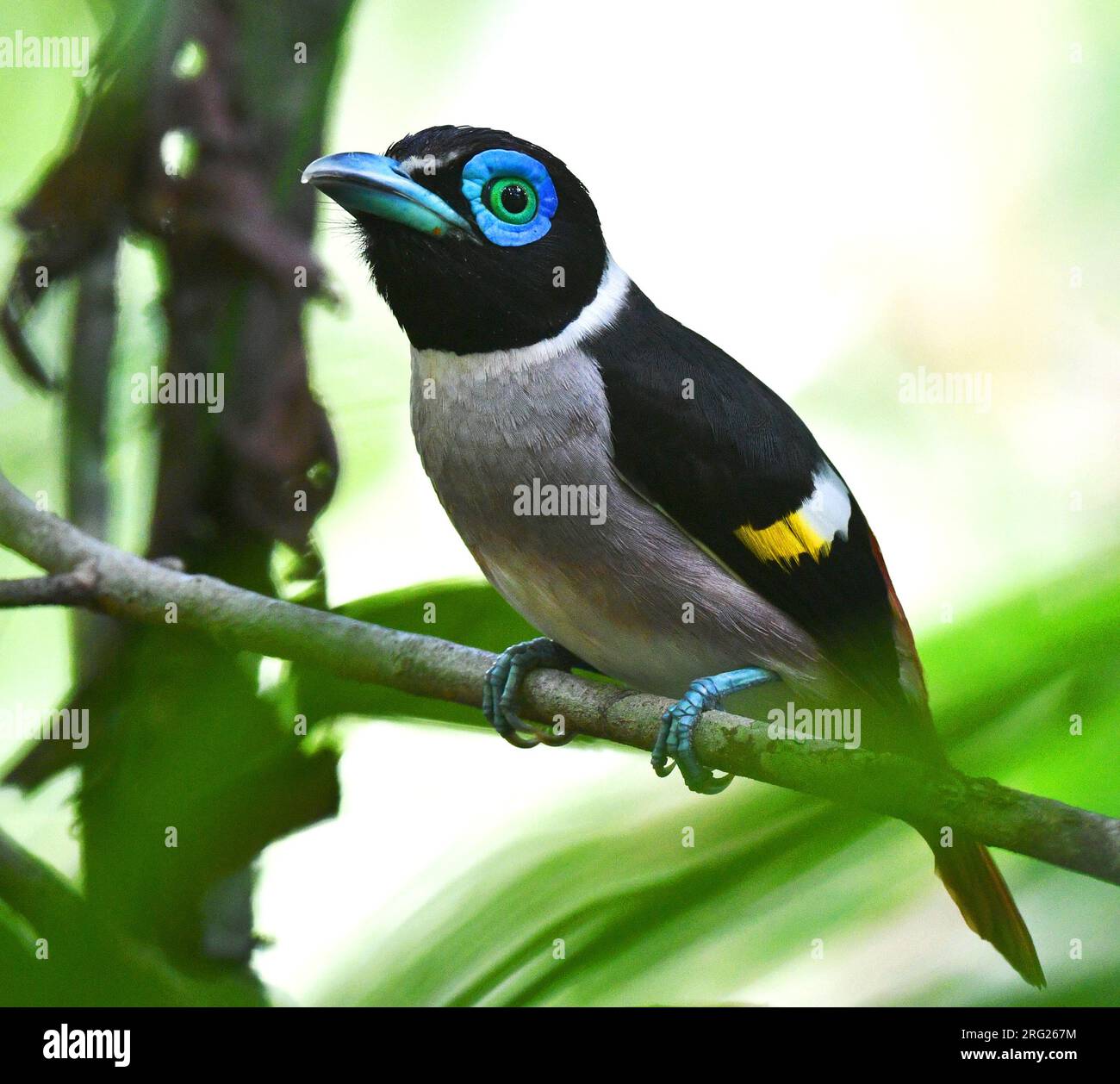 Mindanao Wattled Broadbill, Sarcophanops steerii, at PICOP, Mindanao ...