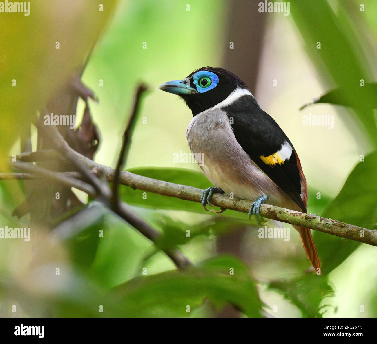 Mindanao Wattled Broadbill, Sarcophanops steerii, at PICOP, Mindanao ...