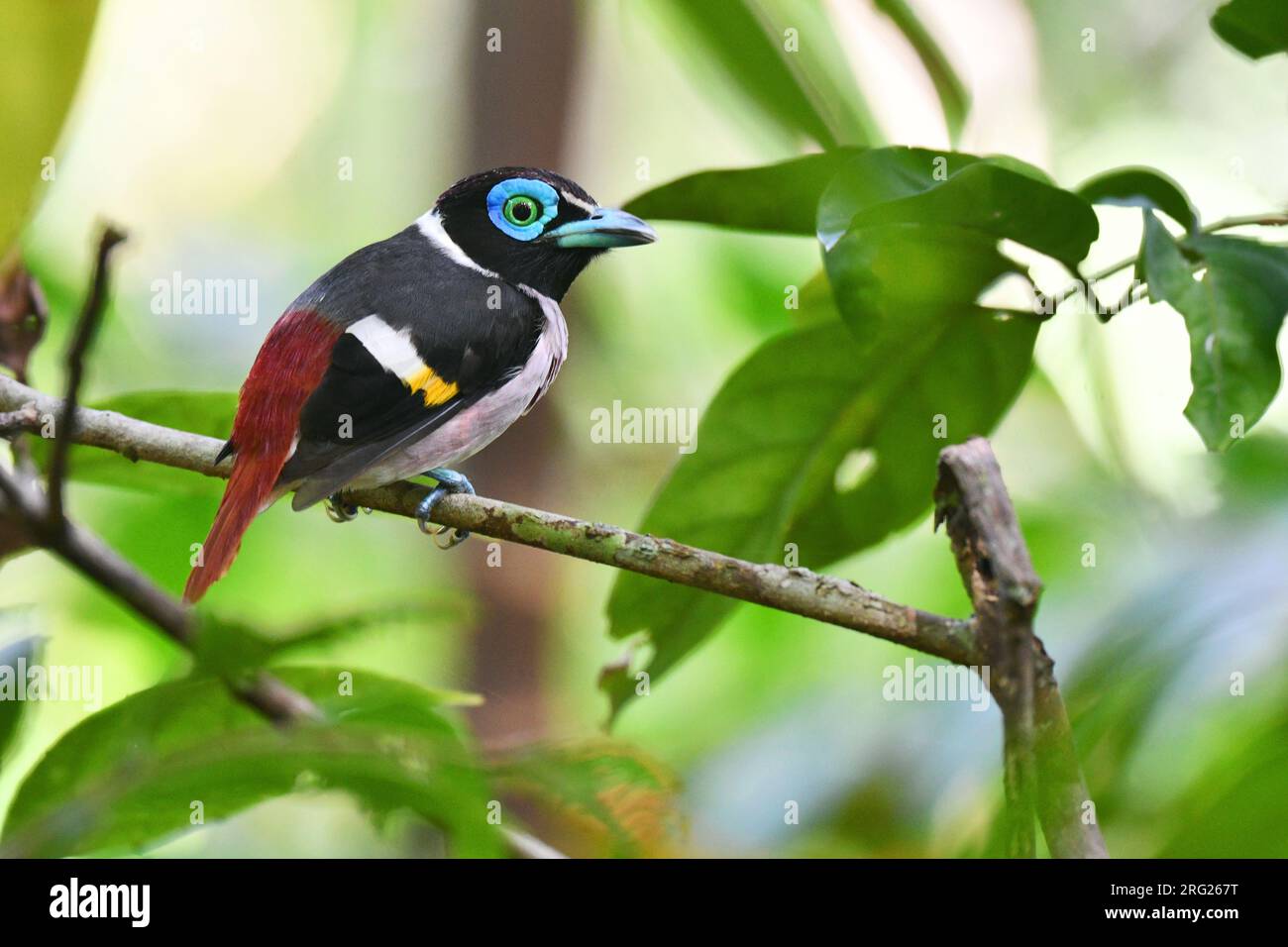 Mindanao Wattled Broadbill, Sarcophanops steerii, at PICOP, Mindanao ...