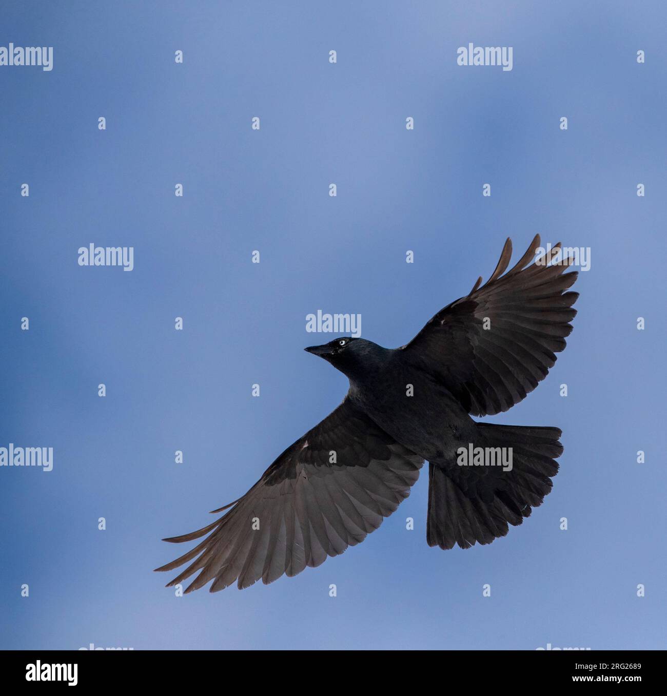 Western Jackdaw (Coloeus monedula spermologus) during winter in Katwijk ...