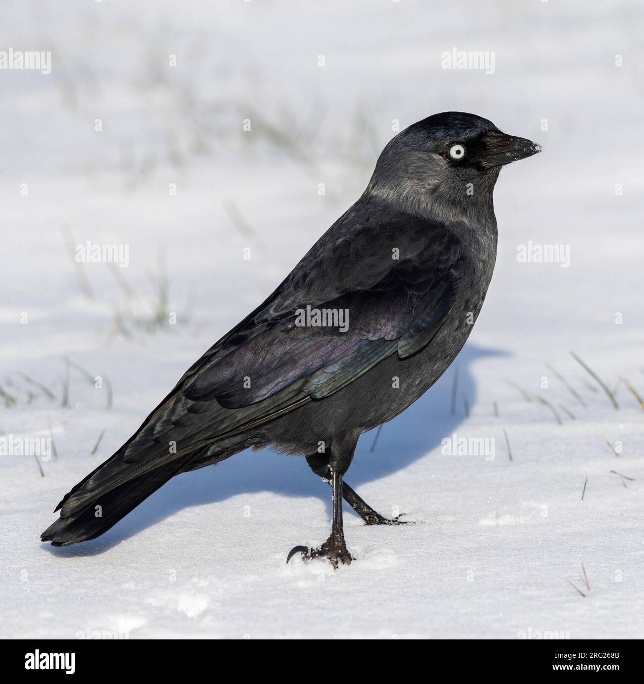 Western Jackdaw (Coloeus monedula spermologus) during winter in Katwijk ...