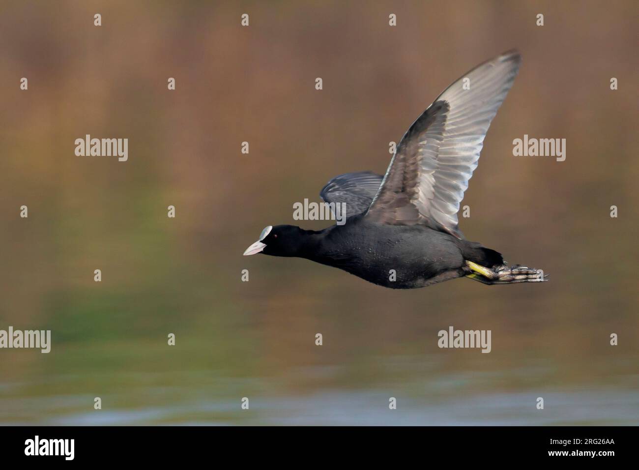 Meerkoet in de vlucht; Eurasian Coot in flight Stock Photo - Alamy