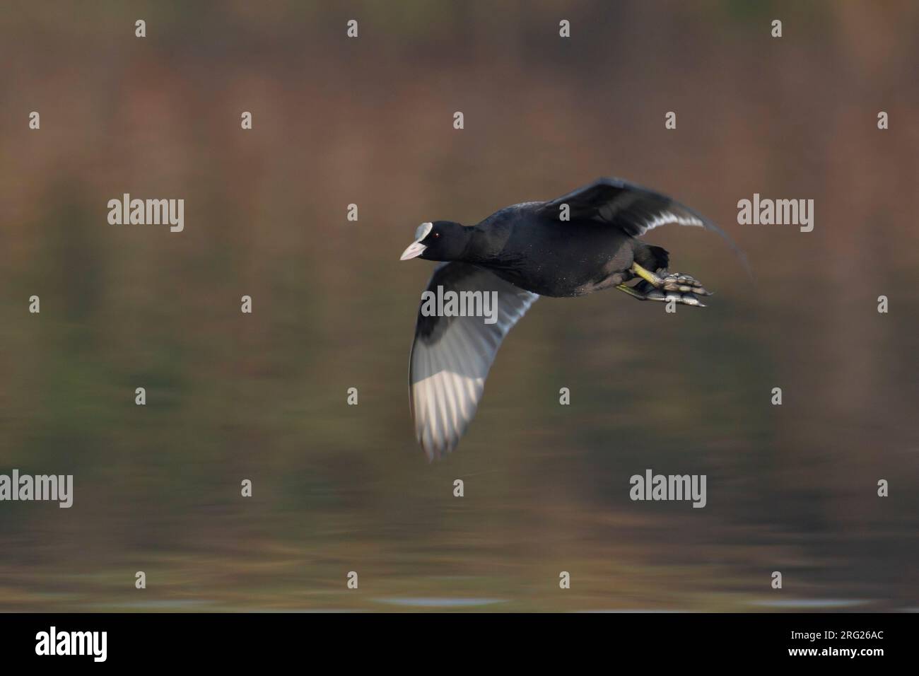 Meerkoet in de vlucht; Eurasian Coot in flight Stock Photo - Alamy