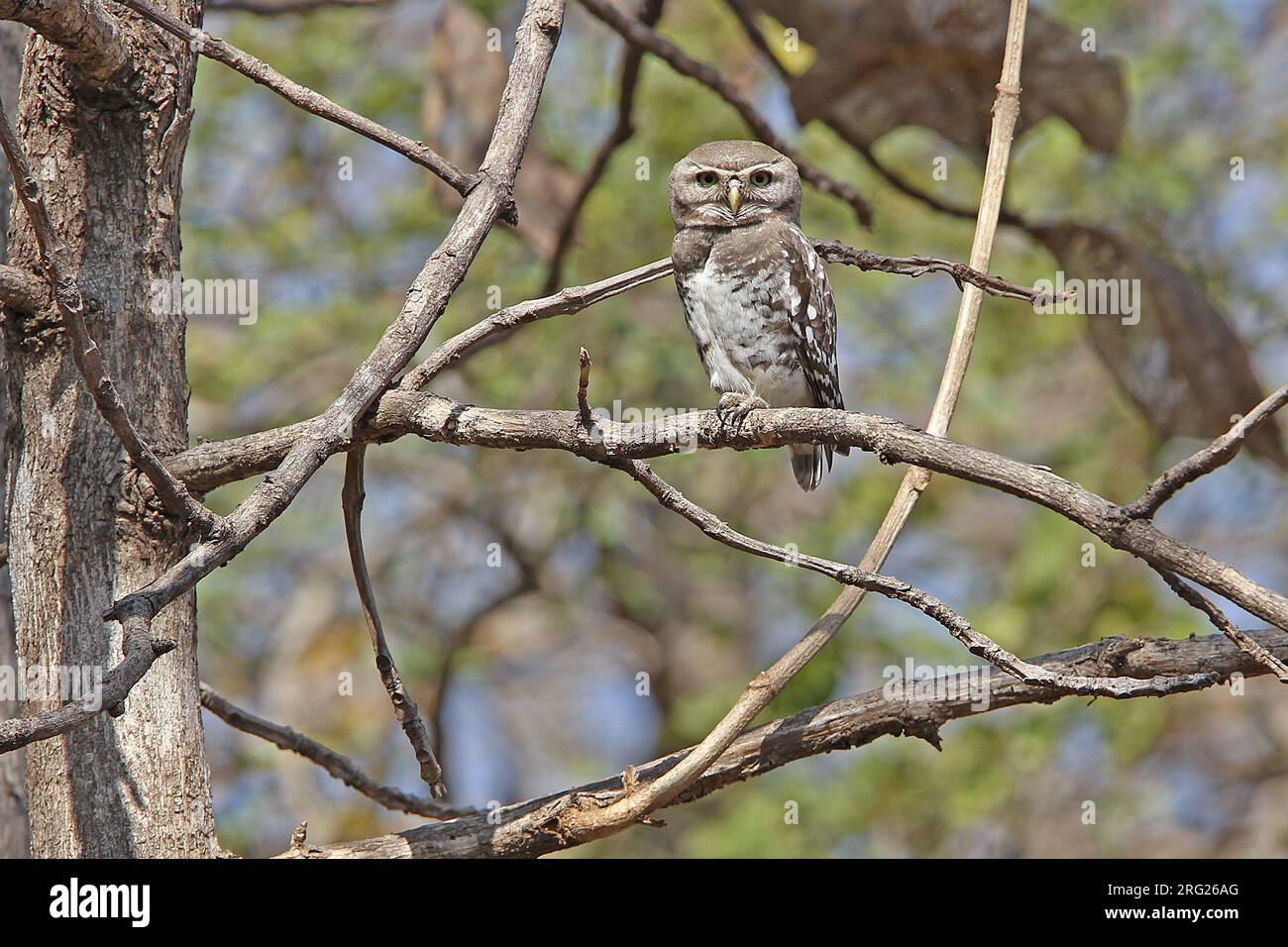 Forest owlet (Athene blewitti) perched in canopy in India Stock Photo ...