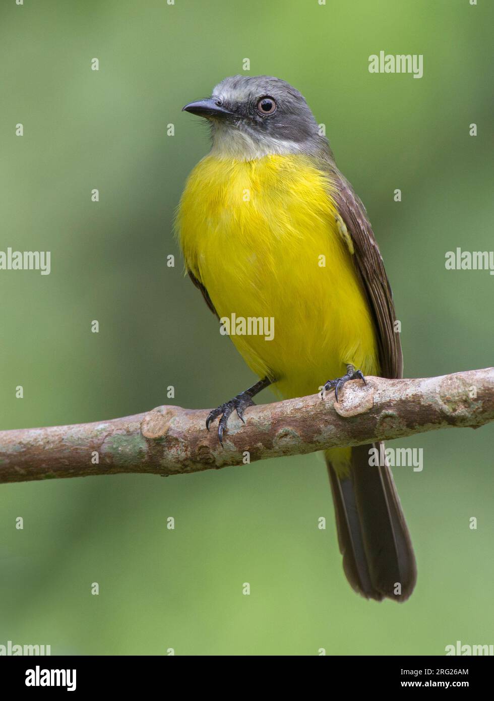 Grey-capped Flycatcher (Myiozetetes granadensis obscurior) at Yarina ...