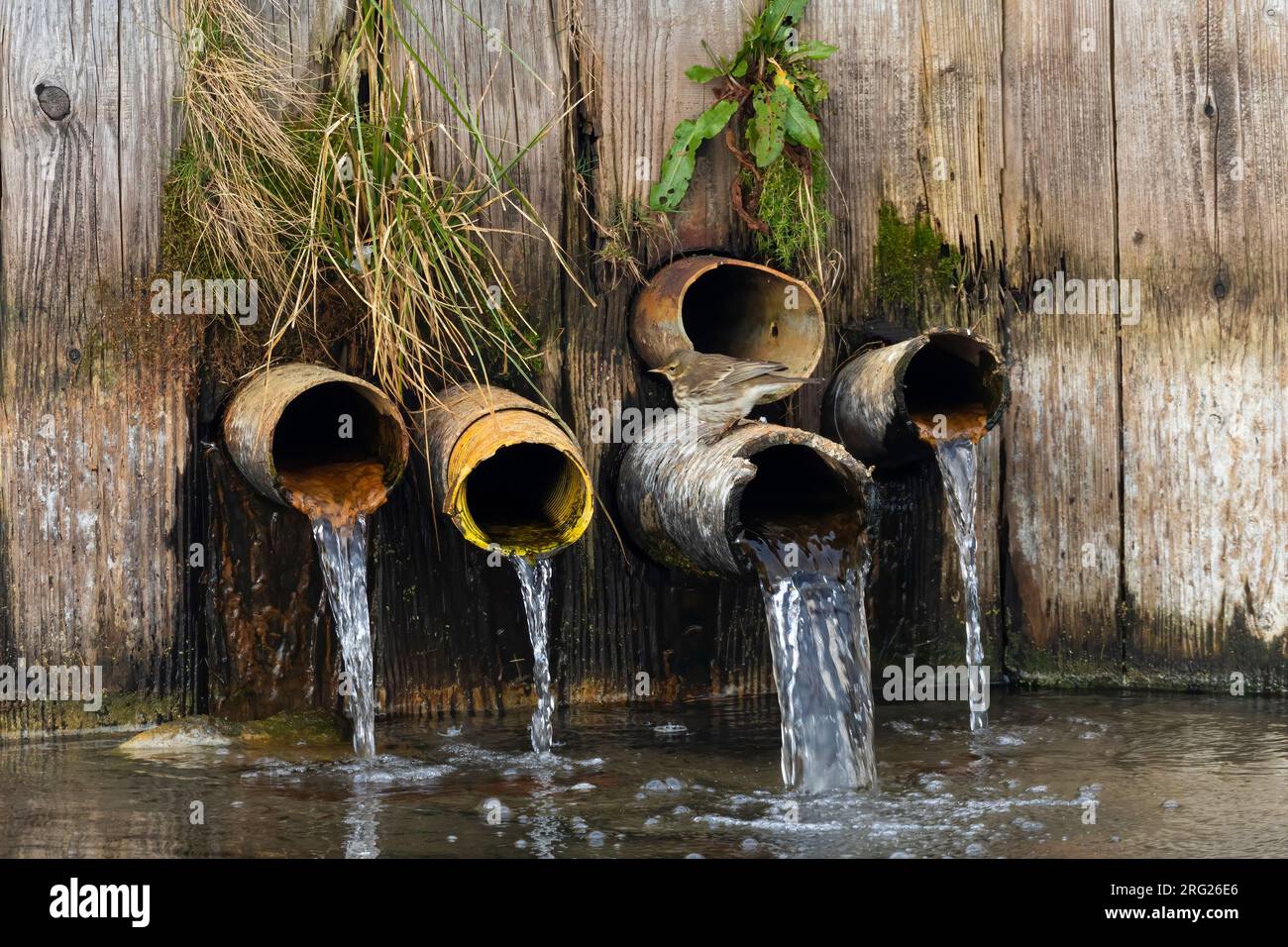 A Water pipit is seen sitting on a water pipe Stock Photo - Alamy