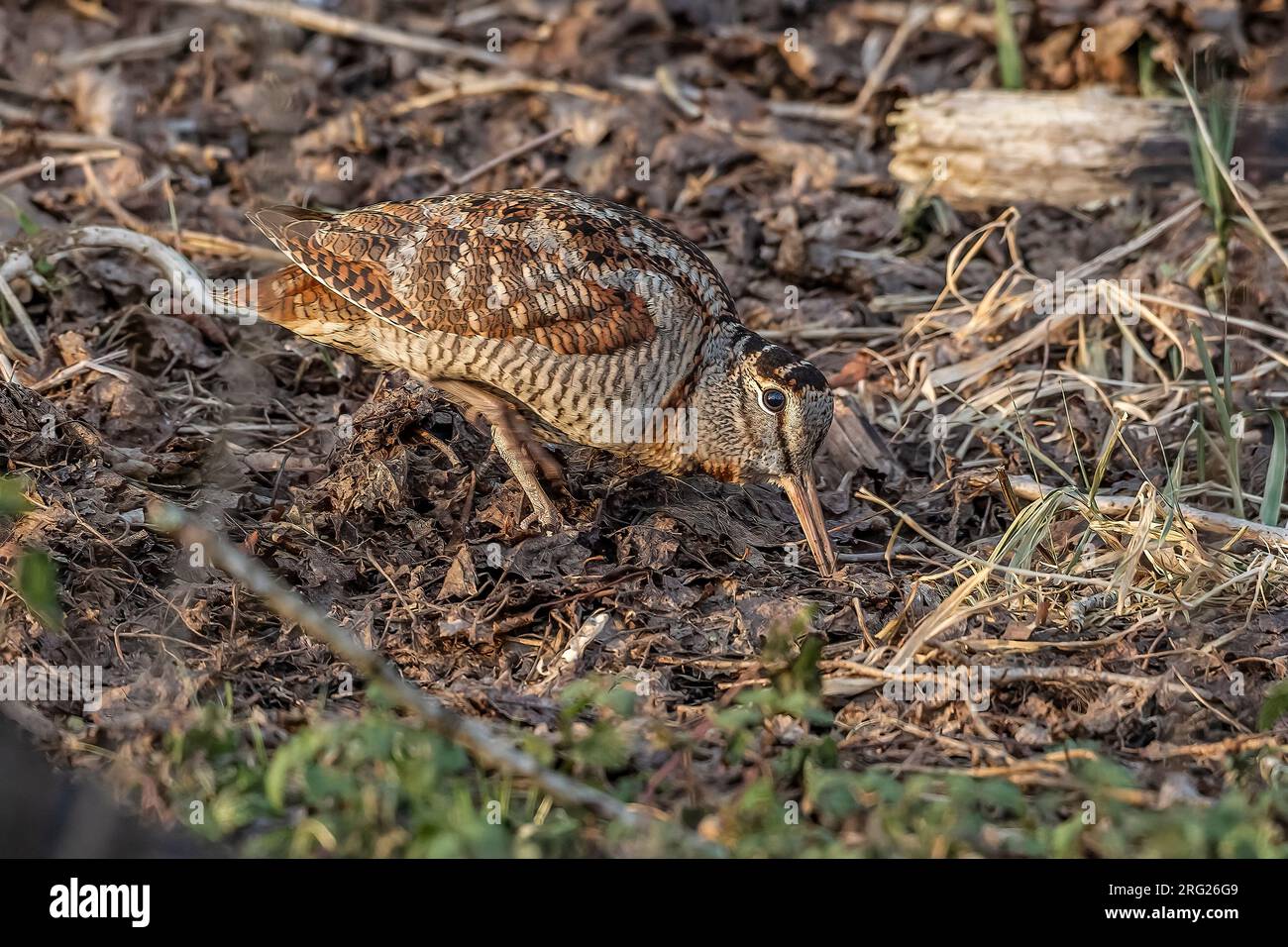 Eurasian Woodcock (Scolopax rusticola) seaching food on soil in ...