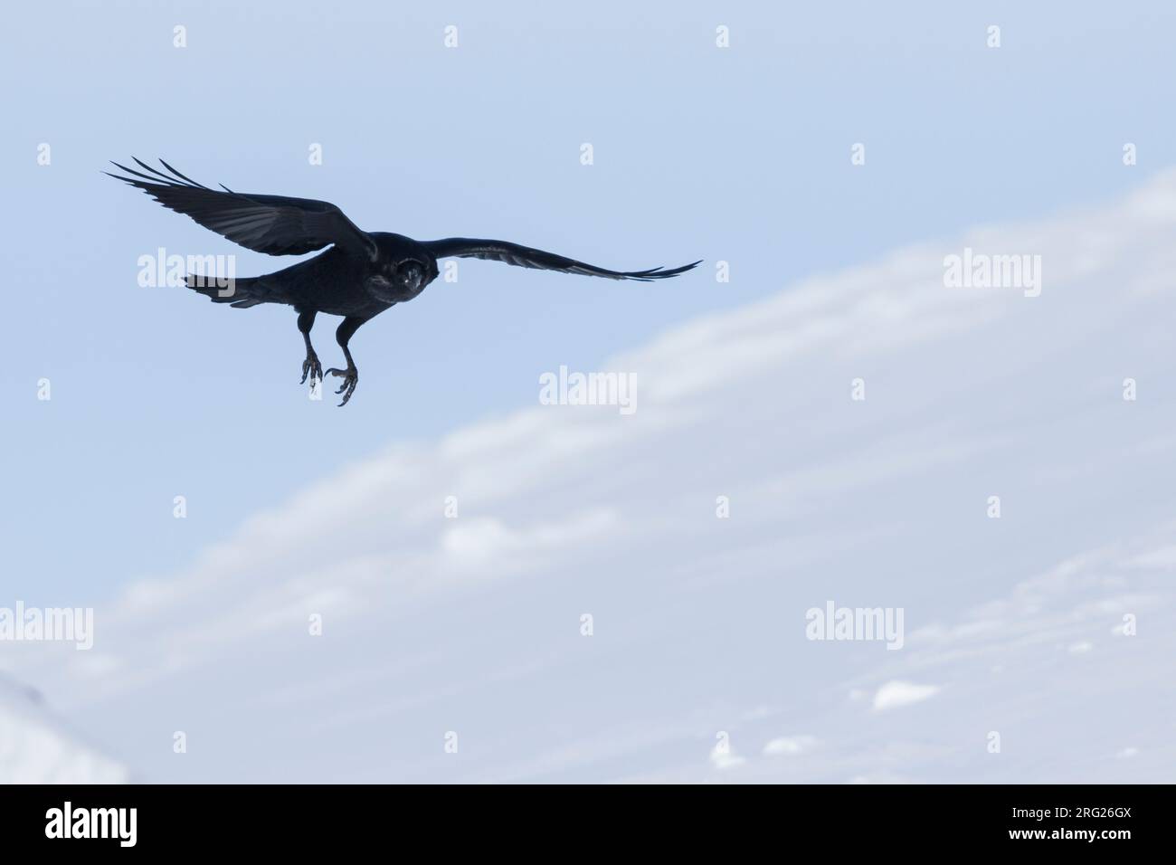 Common Raven - Kolkrabe - Corvus corax ssp. corax, Switzerland Stock Photo - Alamy