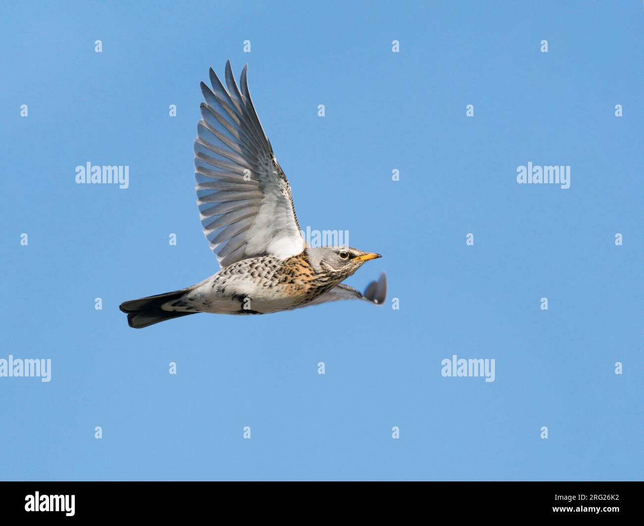 Fieldfare (Turdus pilaris) flying, migrating in blue sky showing ...